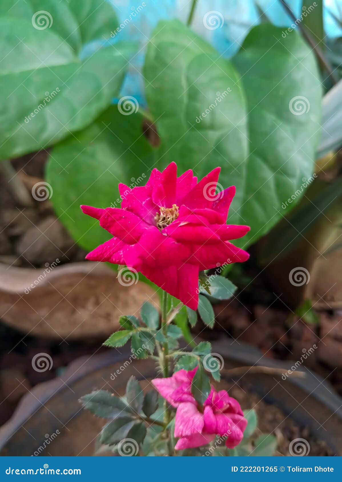 A Beutiful Pink Color Flower. Stock Image - Image of pink, green: 222201265