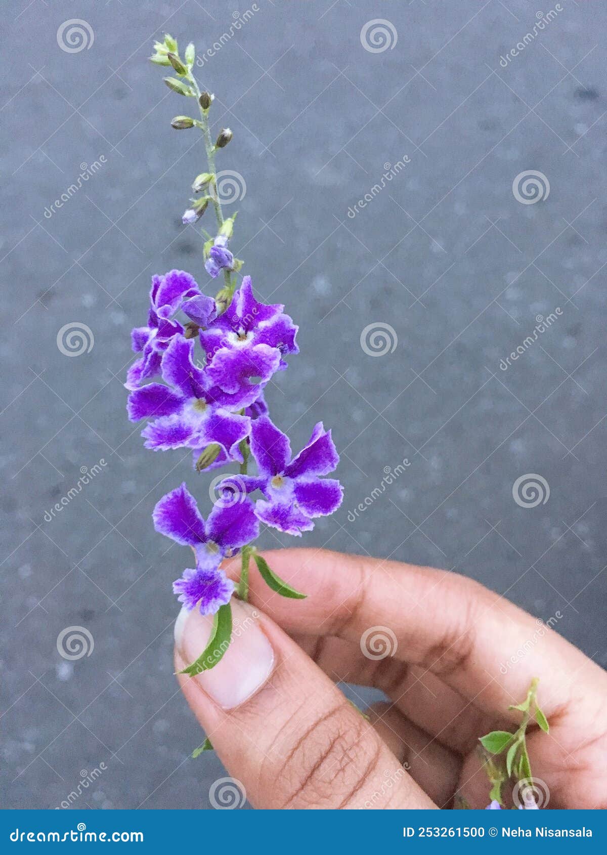 Beutiful Purple Flower in Hand Stock Photo - Image of tree, wildflower ...