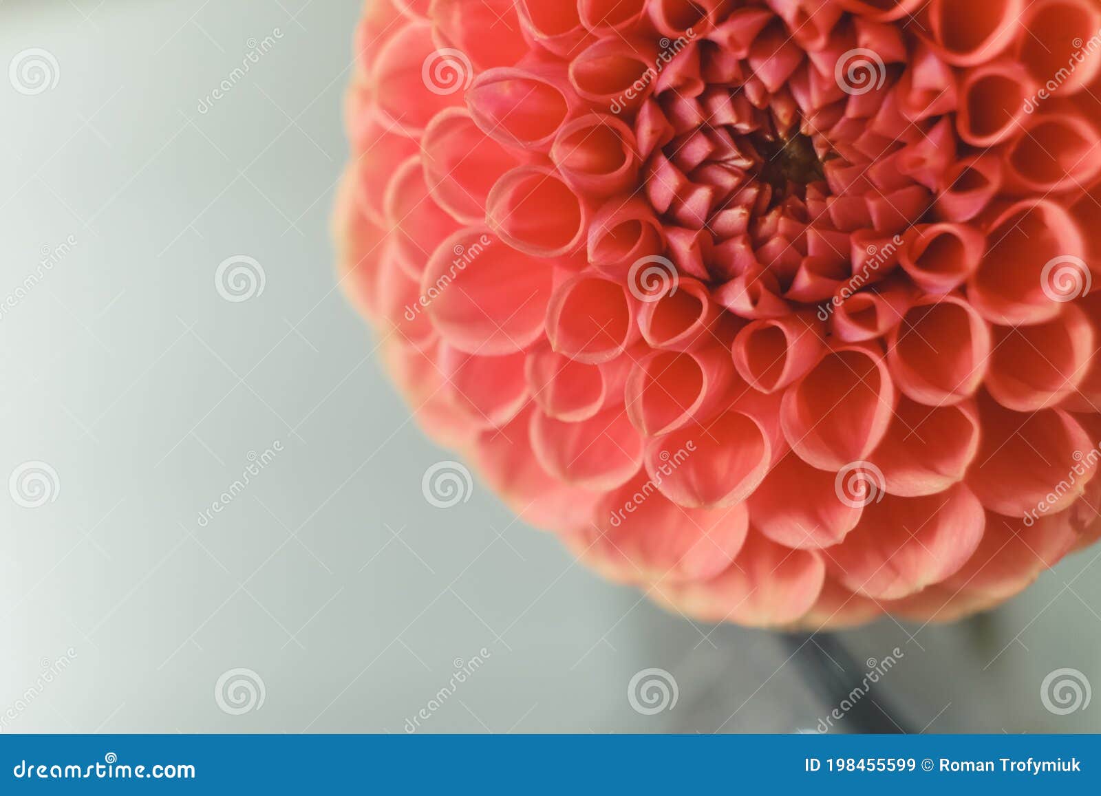 Beutiful Red Georgina Flower Close Up View Stock Image - Image of bloom ...