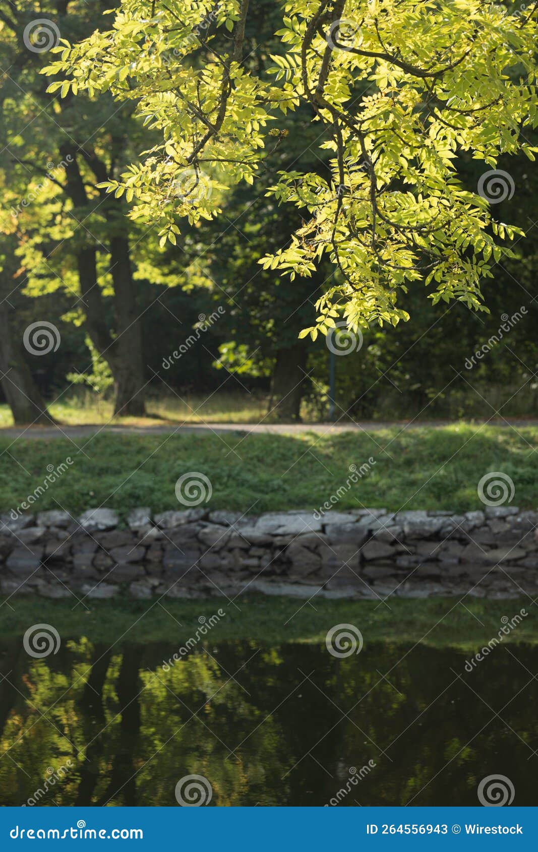 Beutiful View of a Maple Tree Near the River at Daytime in Autumn Stock ...
