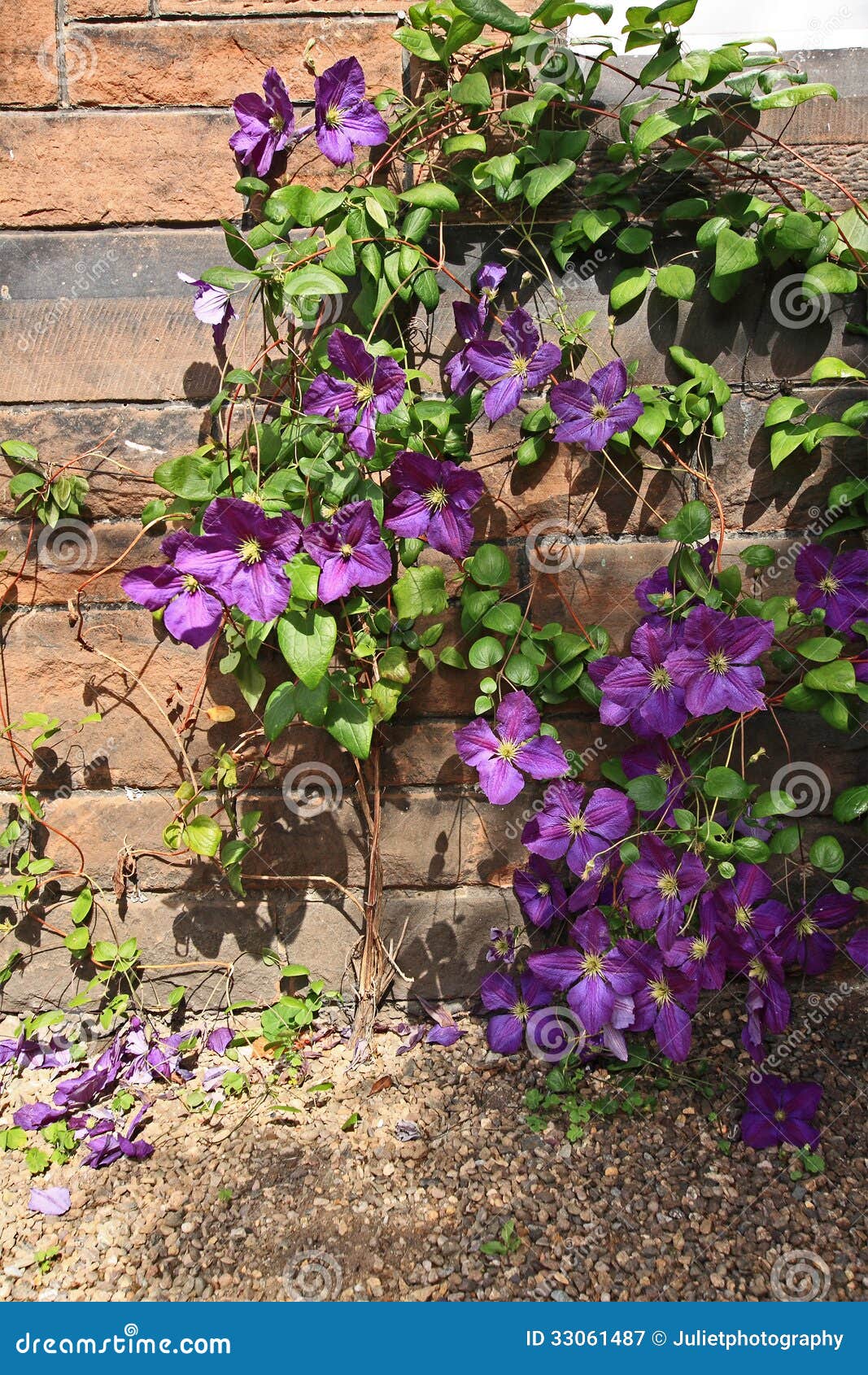 Beutiful violet clematis stock image. Image of background - 33061487