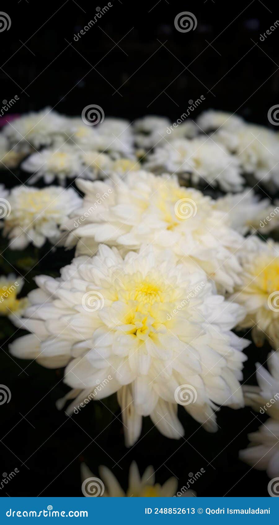 Beutiful White Flower Garden Stock Image - Image of beutiful, flower ...