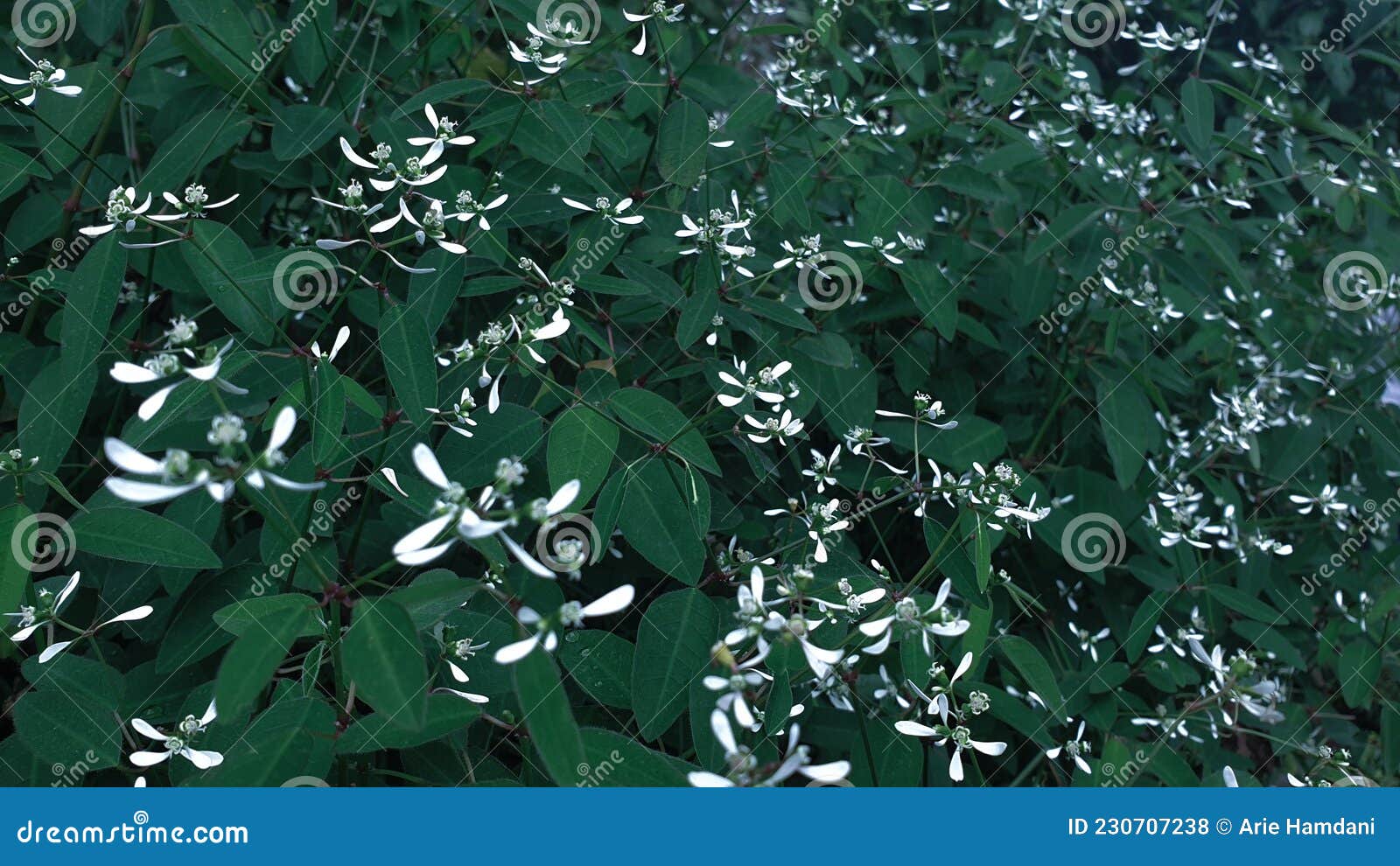 Beutiful White Rombusa Garden Stock Photo - Image of nature, green ...