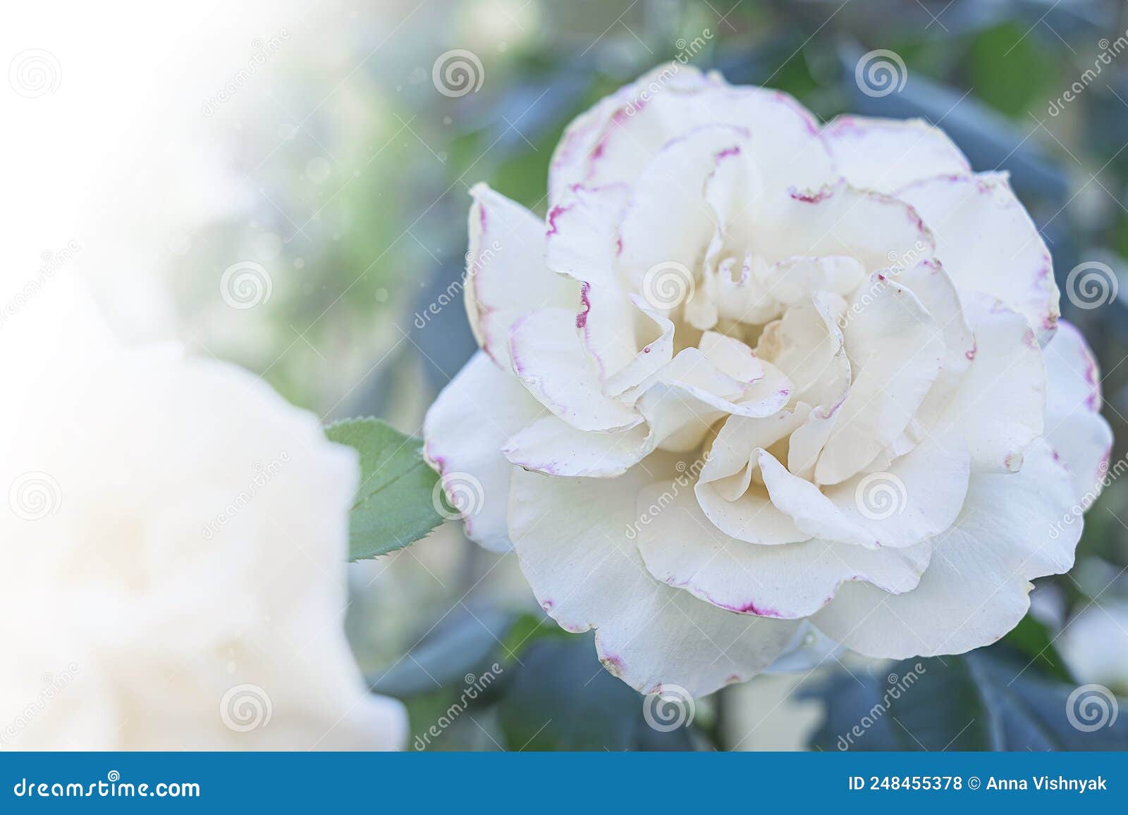 Beutiful White Rose in the Garden in the Sun Stock Photo - Image of ...