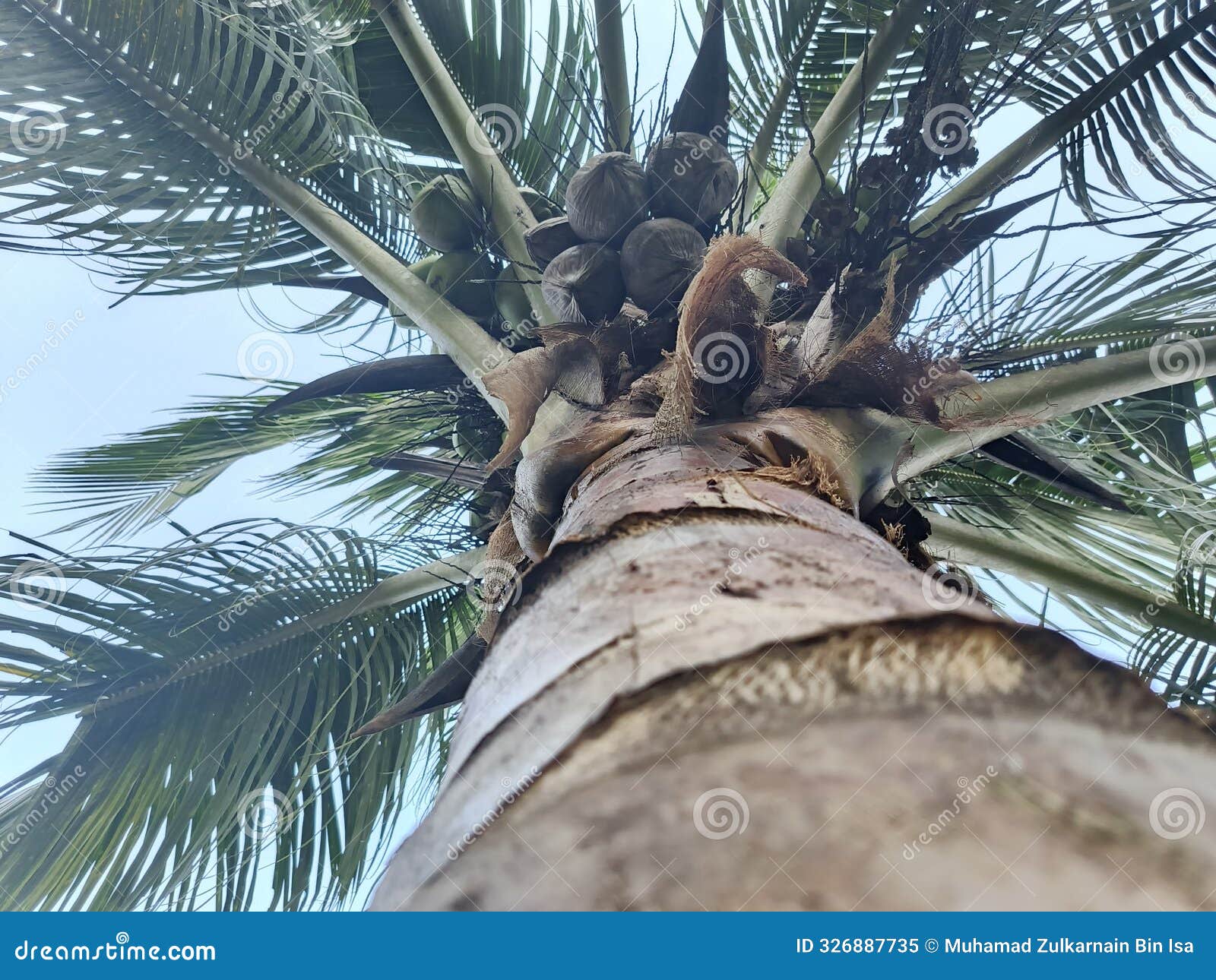 Beutifull View of Coconut Tree Stock Image - Image of coconut, tree ...