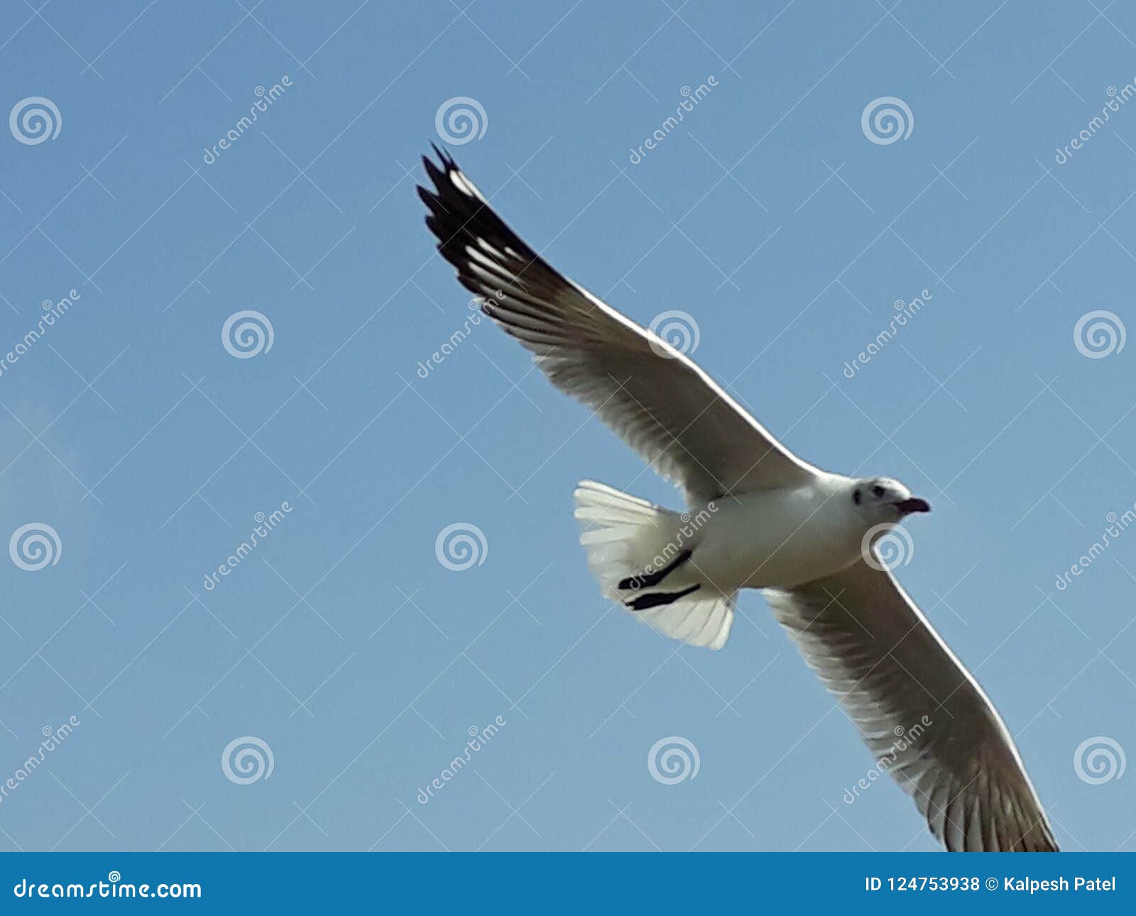 Beutyfull Overview of Flying Bird Cloud Stock Photo - Image of feathers ...