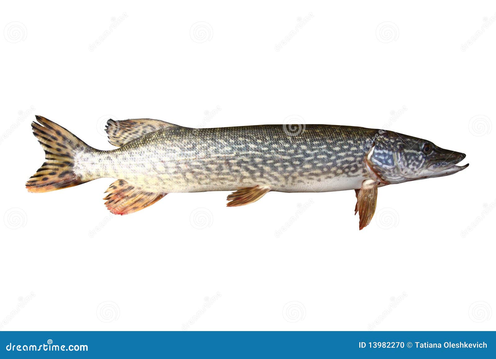 Beutyfull Pike Fish Isolated Stock Photo - Image of life, esox: 13982270