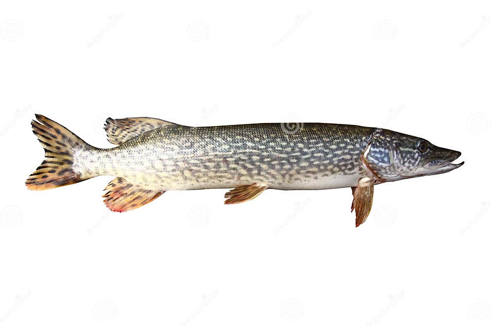 Beutyfull Pike Fish Isolated Stock Photo - Image of life, esox: 13982270