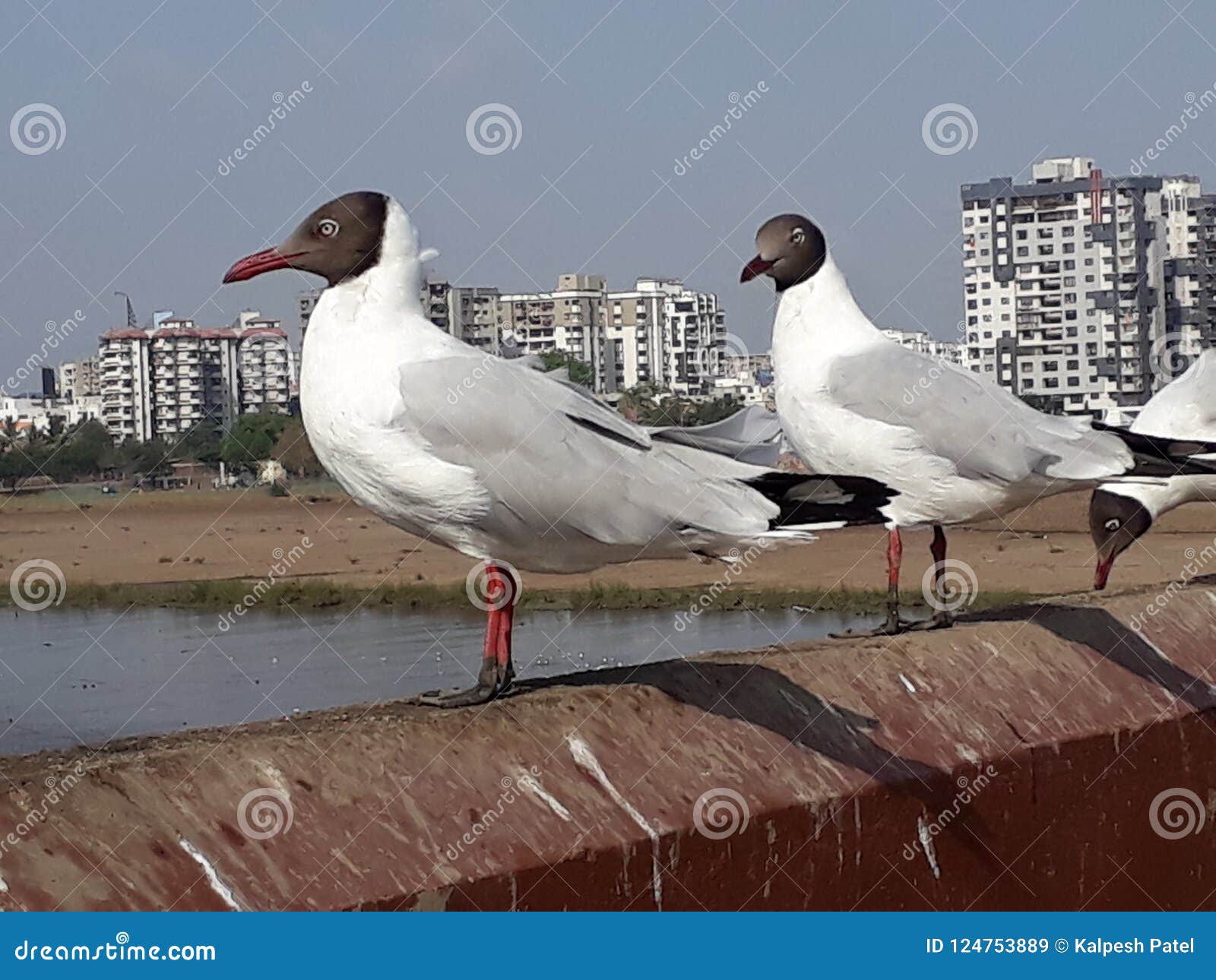 Seated Bird in a Quiet Moment Stock Image - Image of cute, seated ...