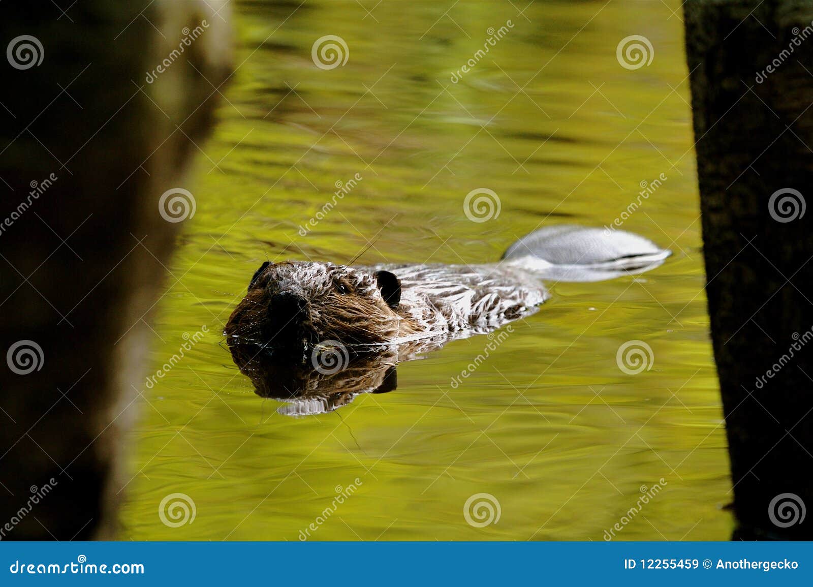 Bever stock afbeelding. Image of bezinning, water, rimpelingen - 12255459