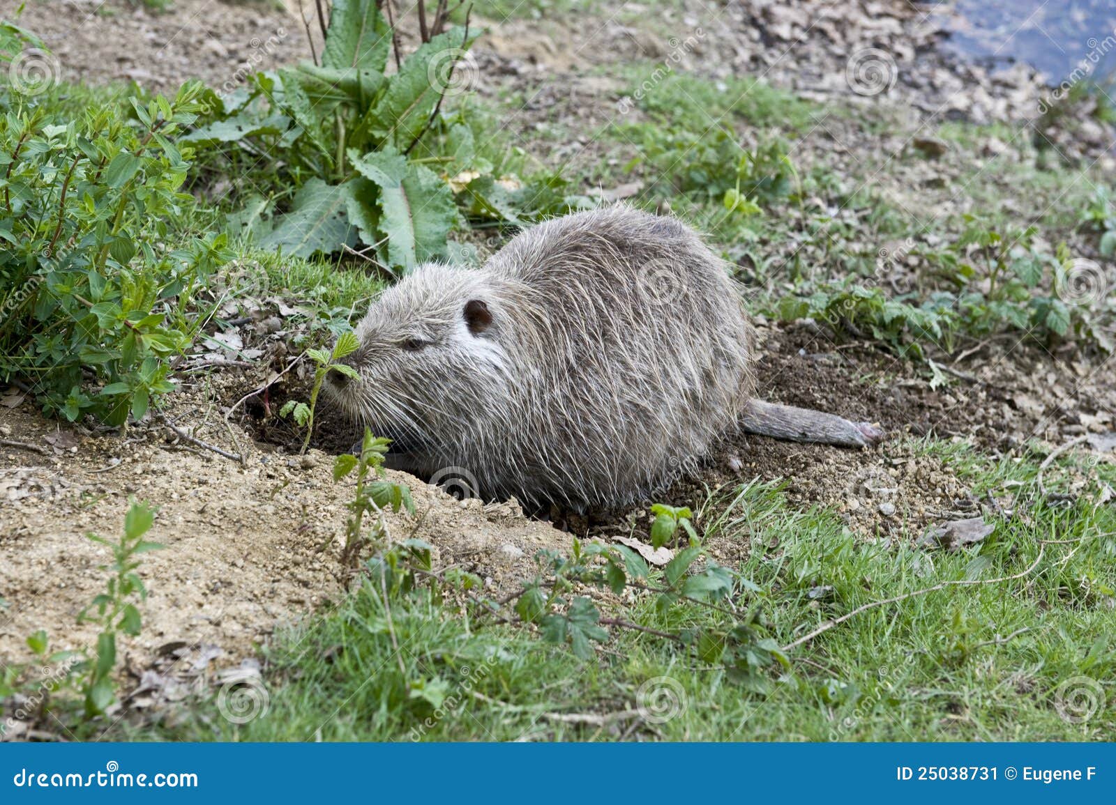 Bever stock afbeelding. Image of grijs, bladeren, tanden - 25038731