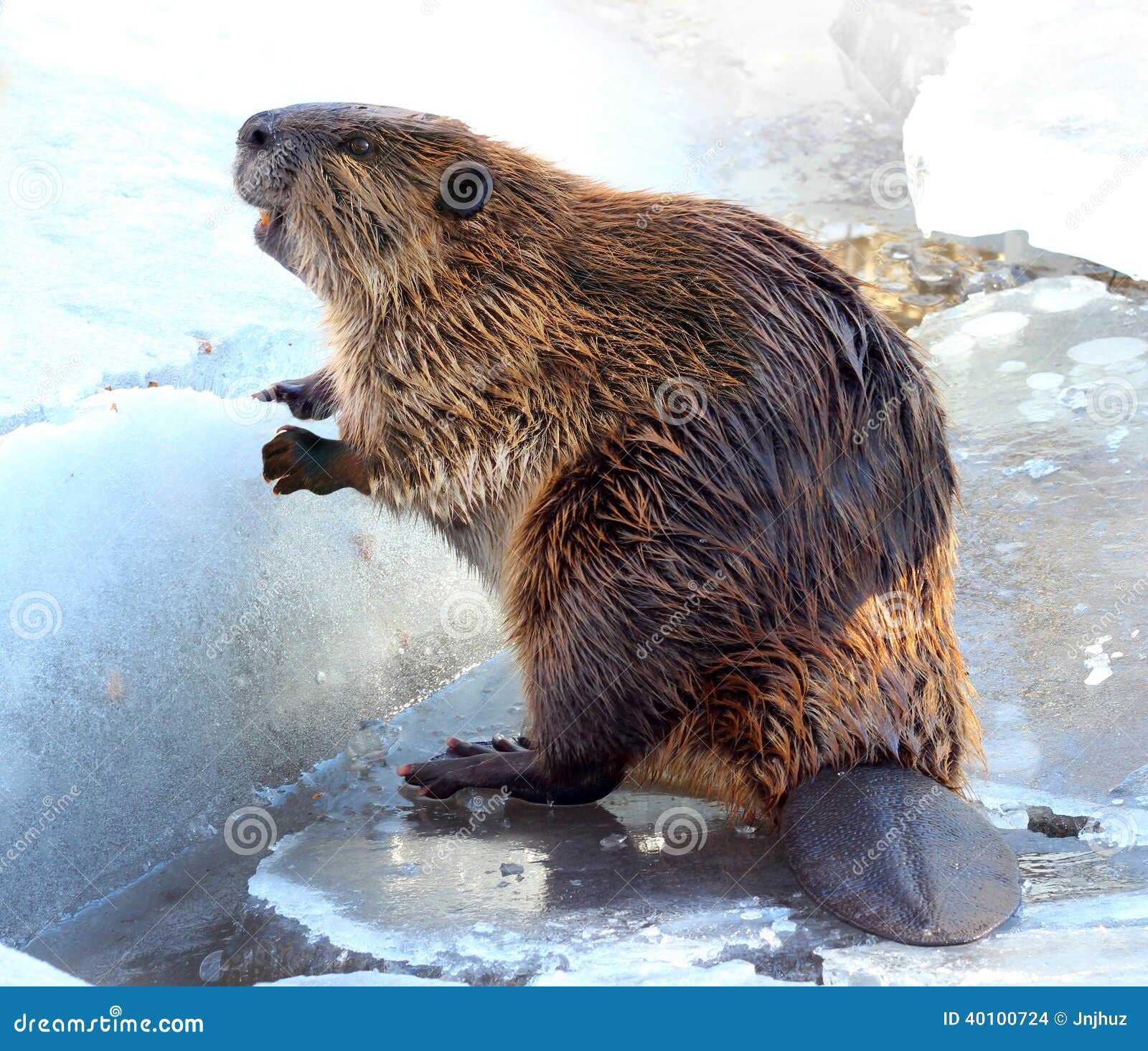 Bever stock foto. Image of eten, noord, nave, sneeuw - 40100724