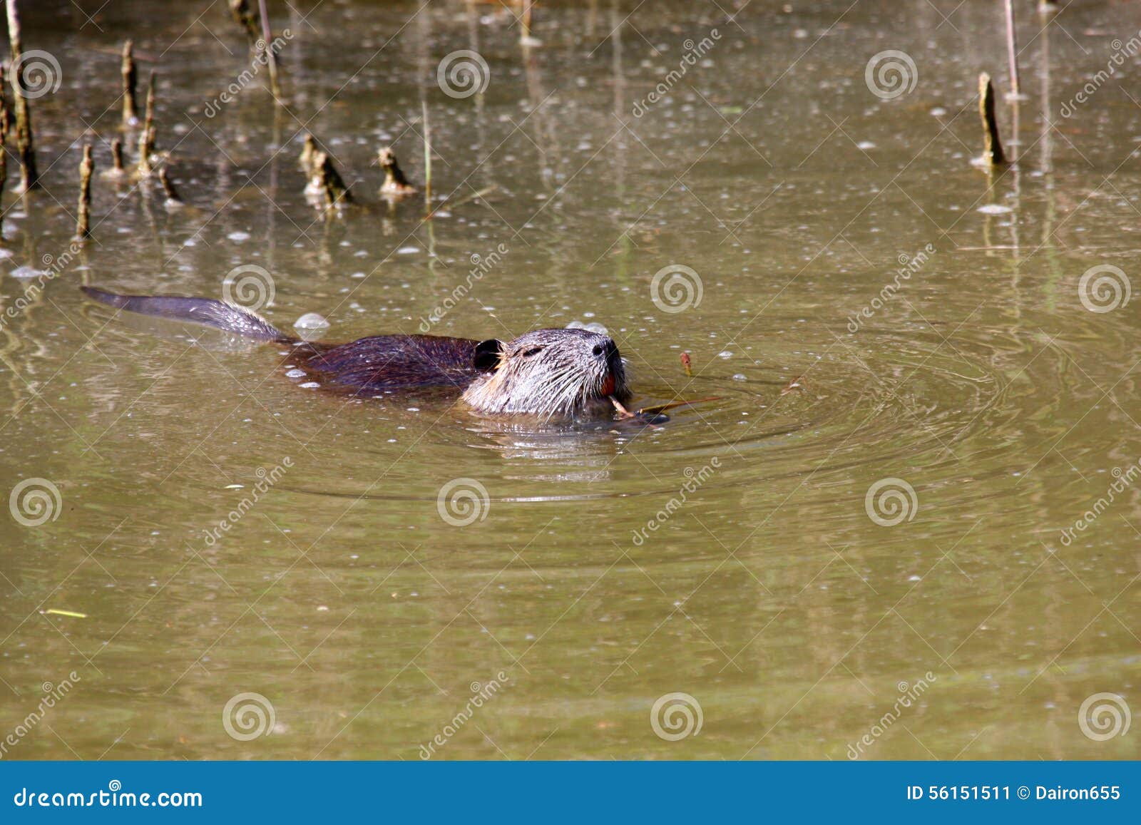 Bever stock afbeelding. Image of rivier, meer, dier, noordelijk - 56151511