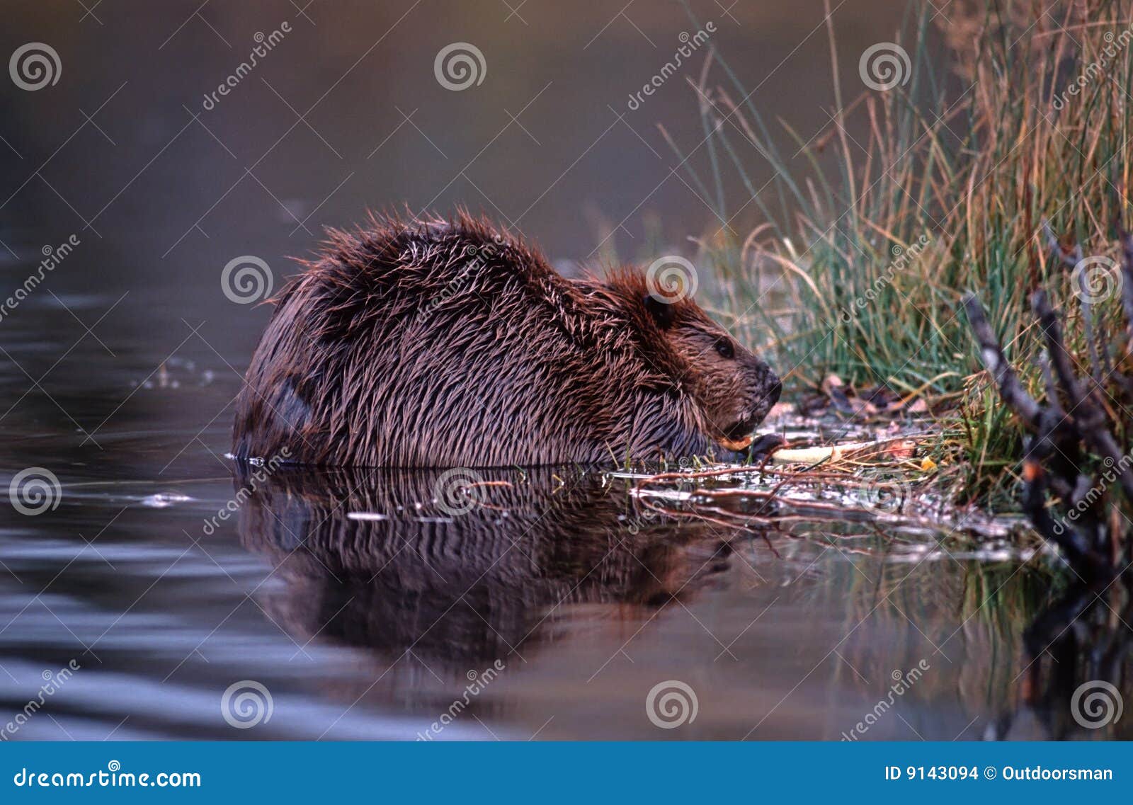 Bever stock foto. Image of vijver, dier, bever, wild, knaagdier - 9143094