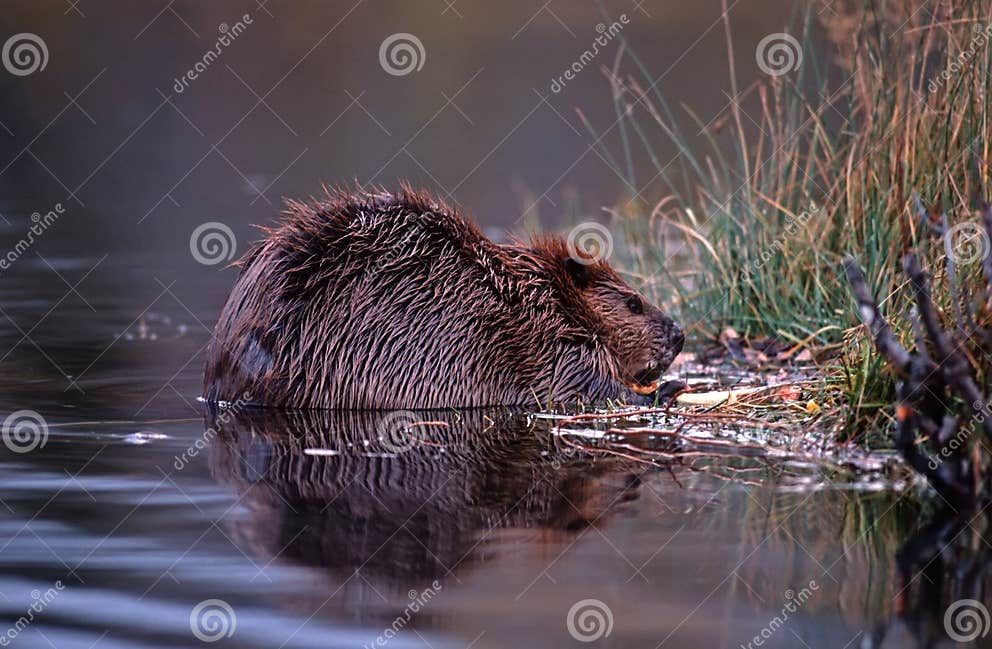Bever stock foto. Image of vijver, dier, bever, wild, knaagdier - 9143094
