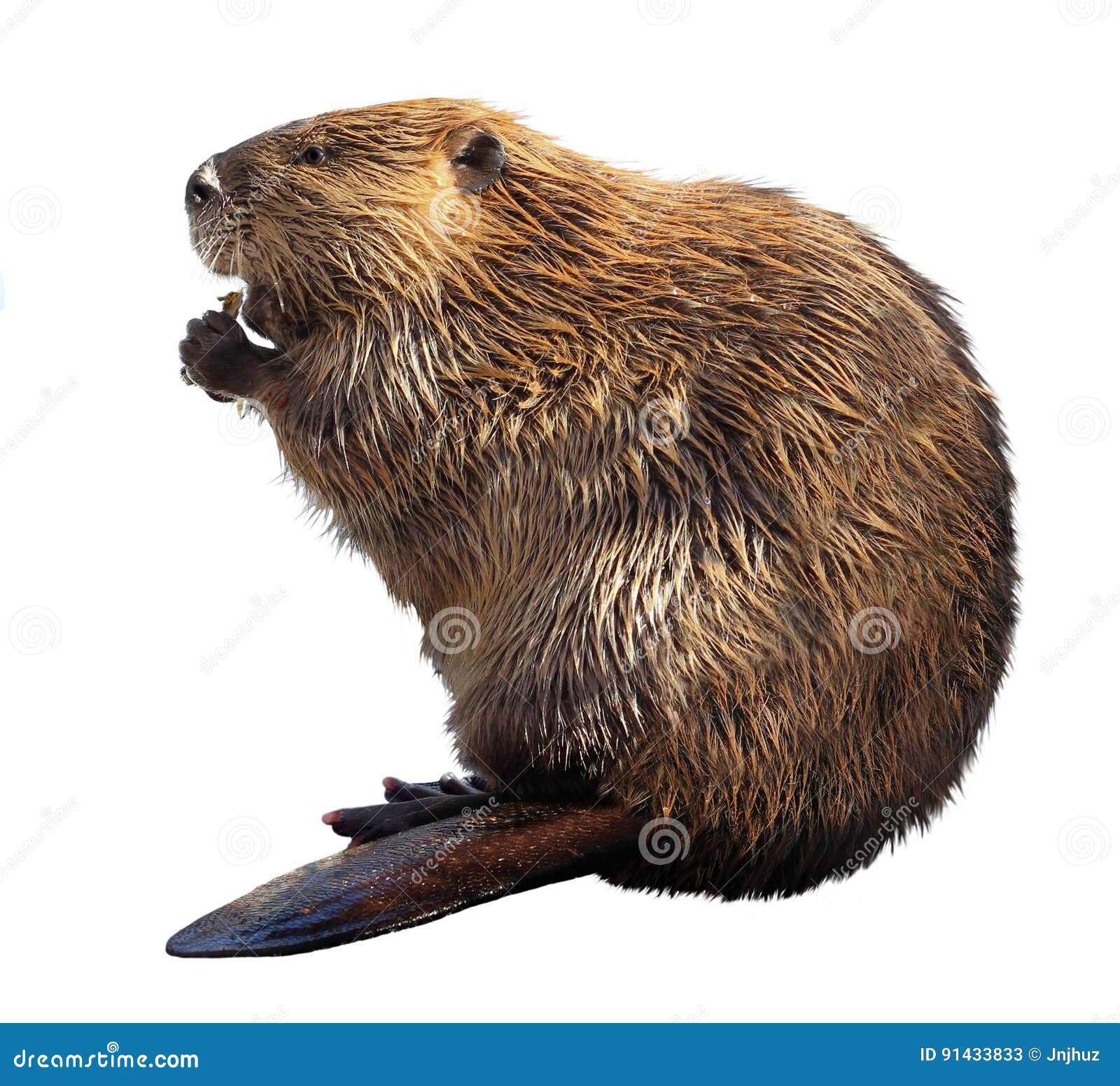 Bever stock afbeelding. Image of eten, geheel, lichaam - 91433833