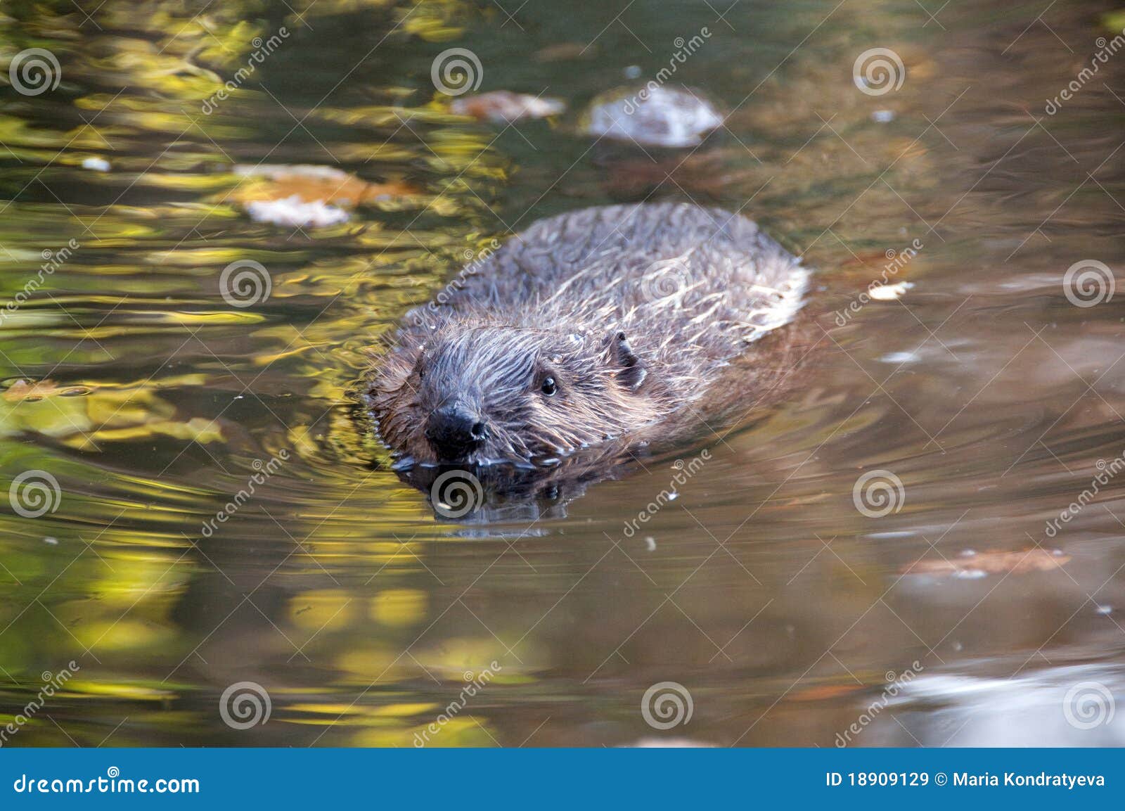 Bever (de Vezel Van De Bever) Stock Afbeelding - Image of rimpeling ...