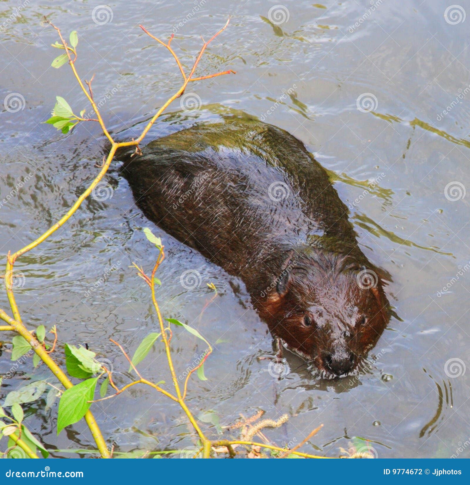 Bever die in Water 2 zwemt stock foto. Image of aquatisch - 9774672
