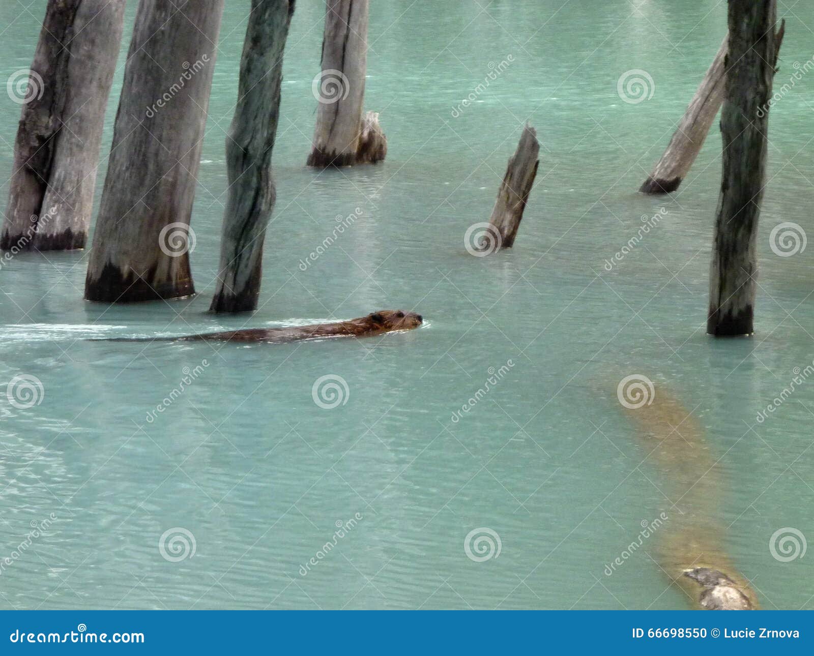 Bever Die Zijn Dam Van Hout Bouwen Stock Foto - Image of meer, bever: 66698550