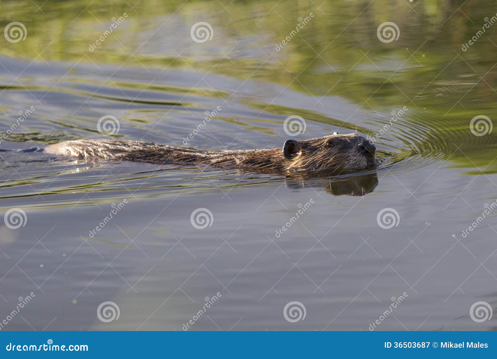 Bever in Duidelijk Water stock afbeelding. Image of bever - 36503687