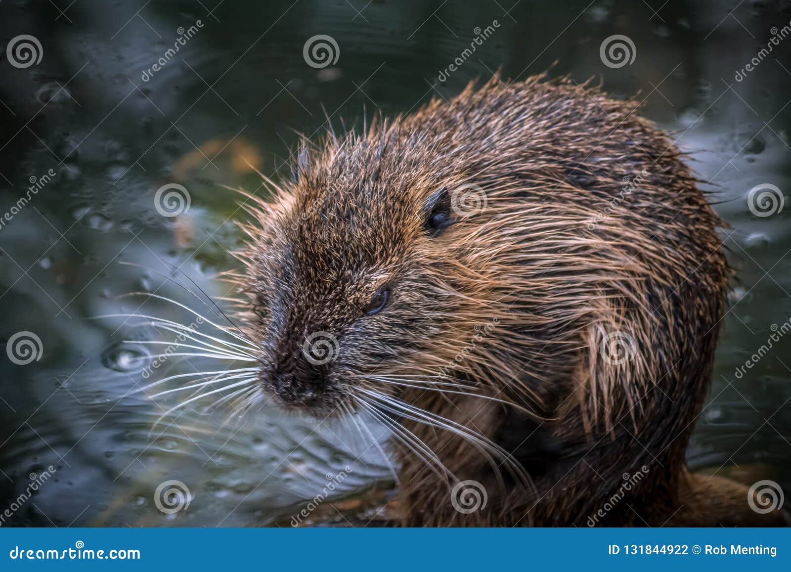 Bever stock photo. Image of limburg, gaiazoo, dierentuin - 131844922