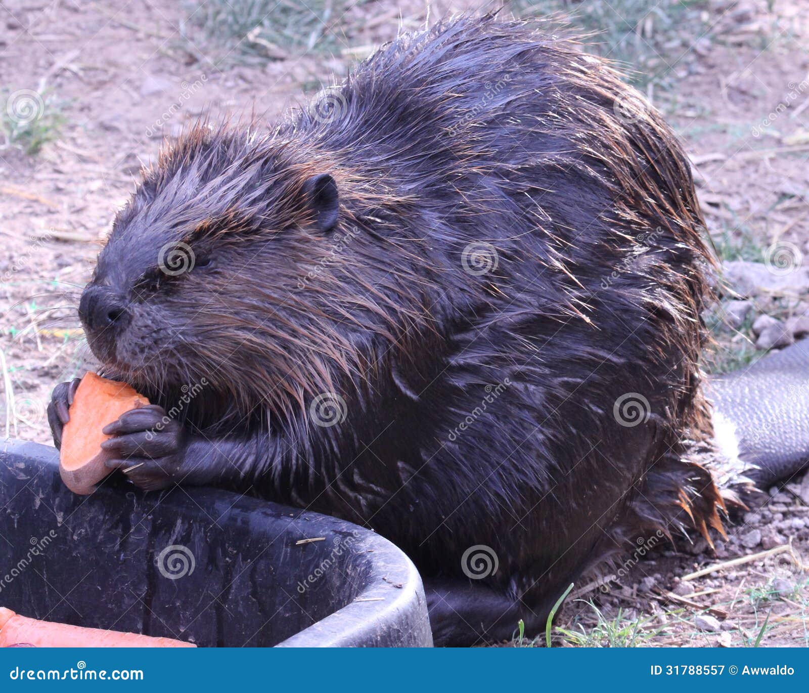 Bever het eten stock afbeelding. Afbeelding bestaande uit mond - 31788557