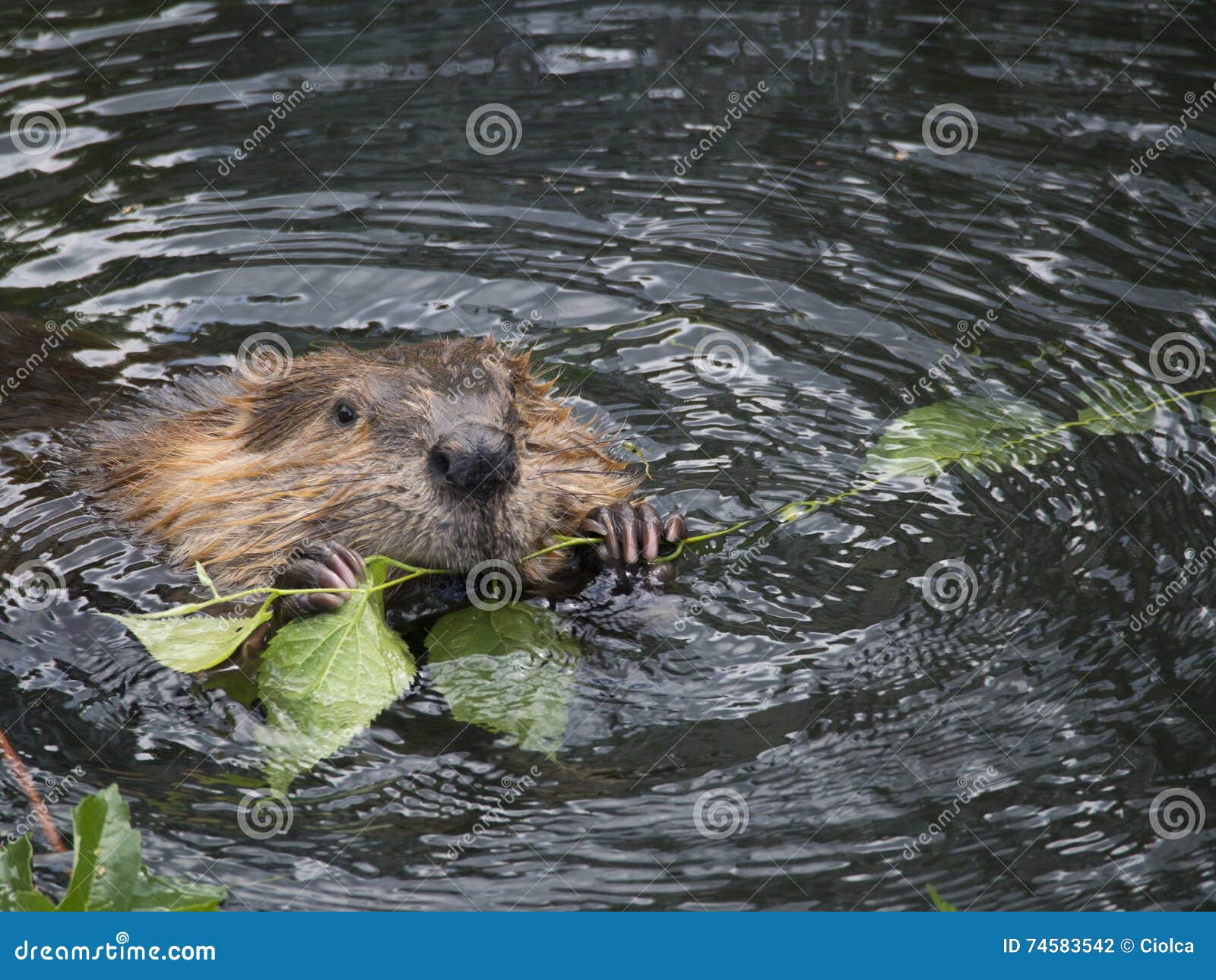 Bever in het water stock foto. Image of wild, zoogdier - 74583542