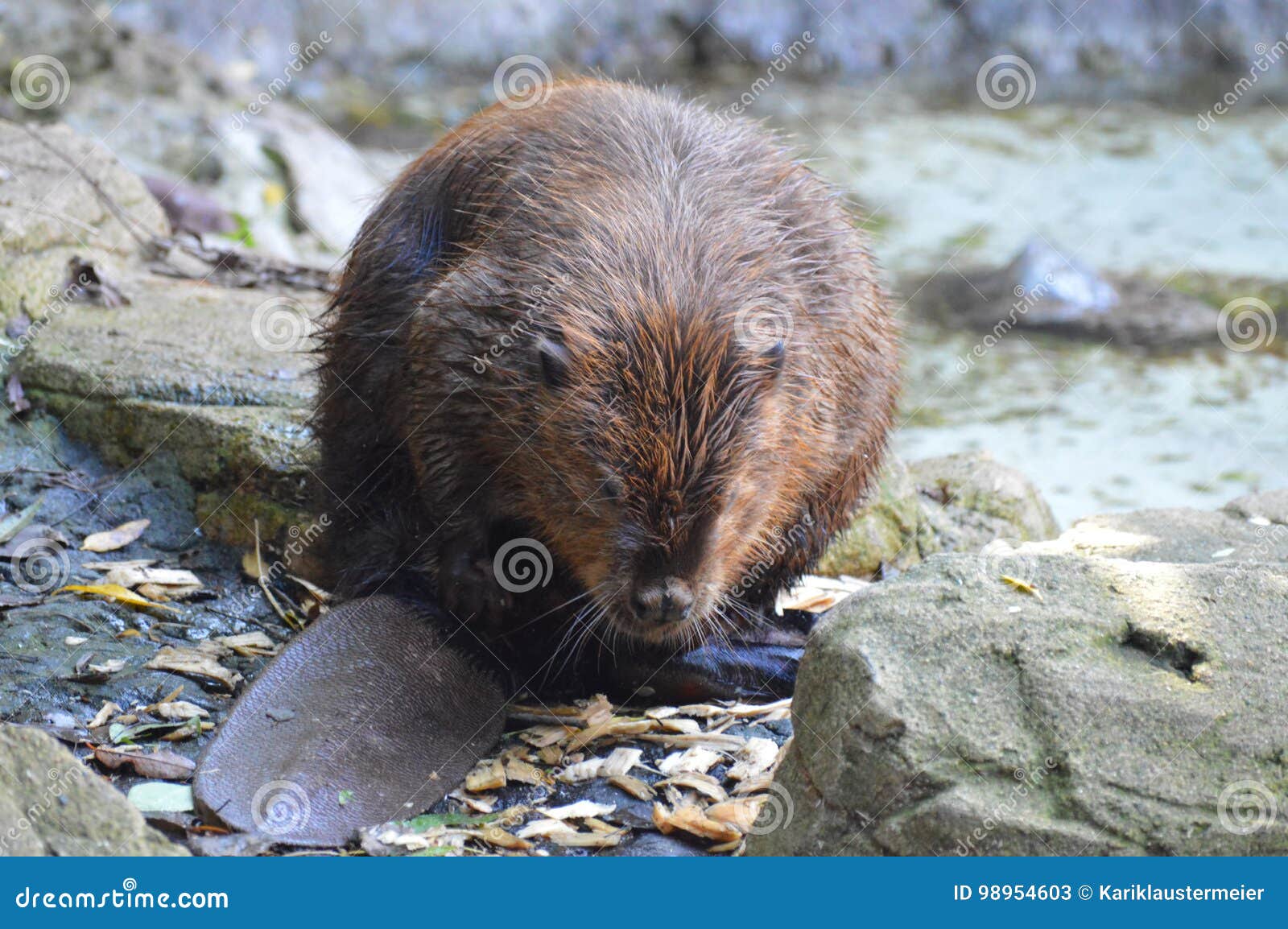 Bever in in openlucht stock afbeelding. Image of zomer - 98954603