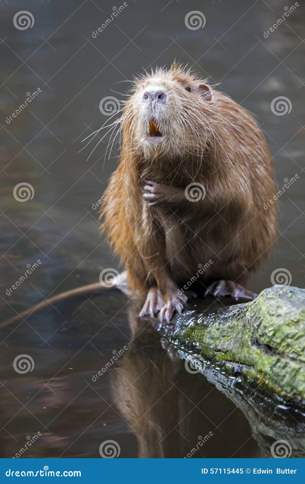 Bever rat stock image. Image of bever, mammal, water - 57115445