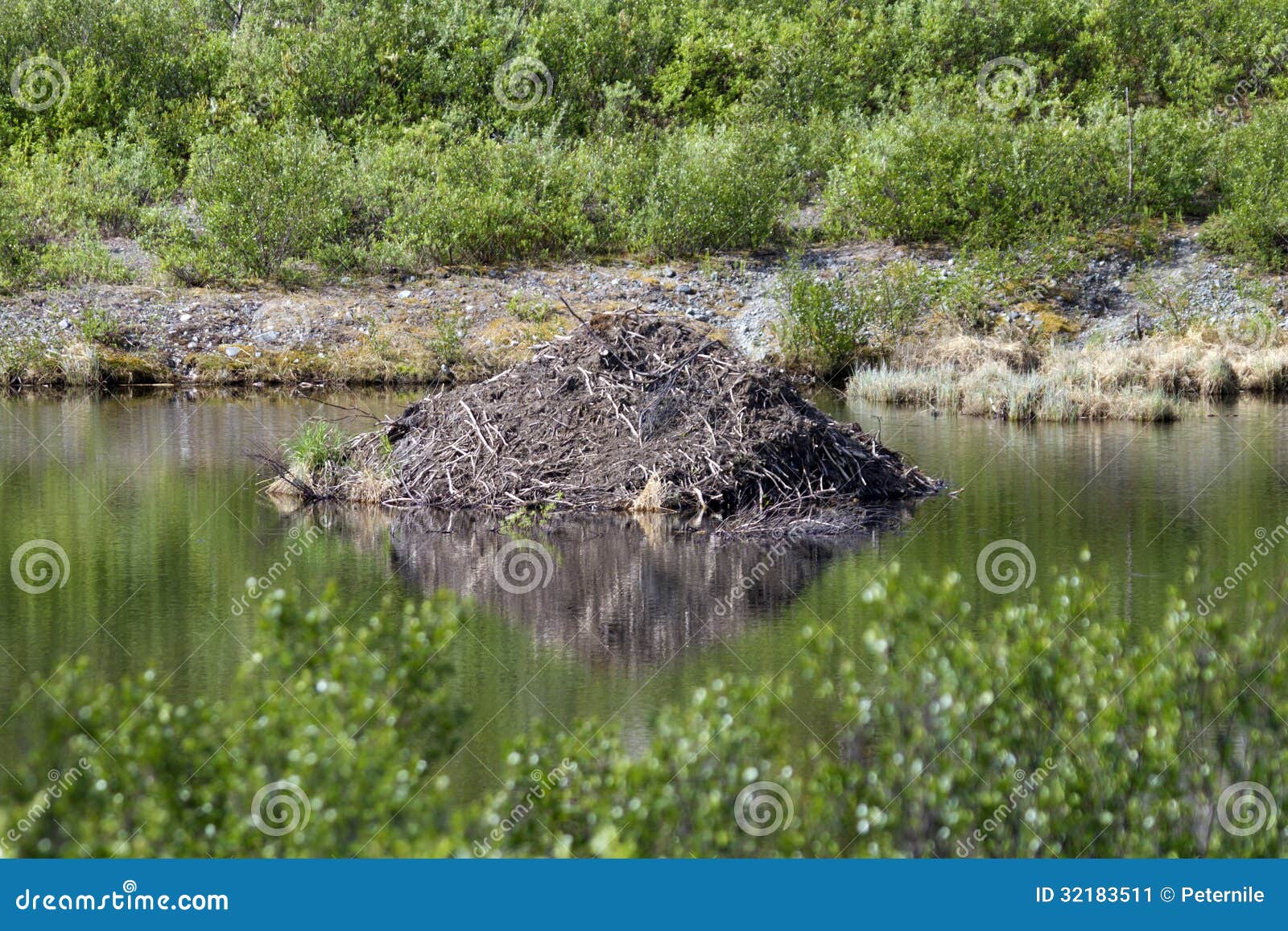 Beverdam stock afbeelding. Image of meer, rivier, zoogdieren - 32183511