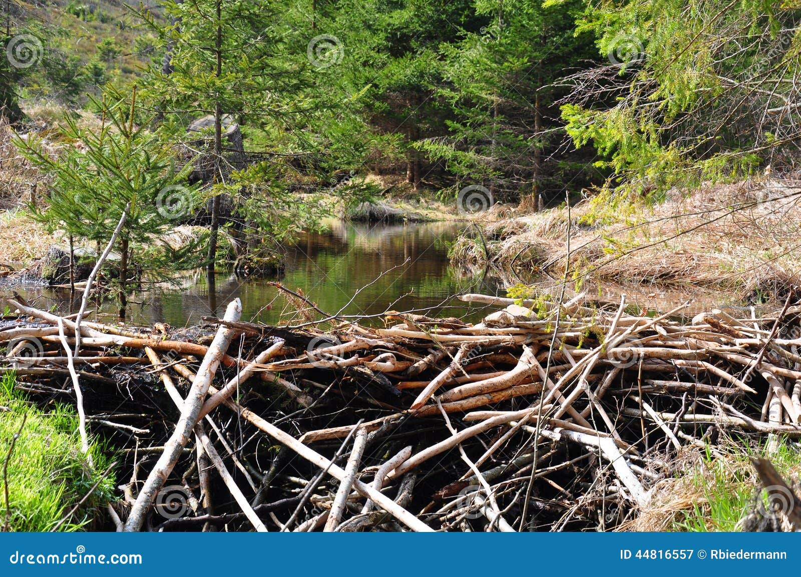 Beverdam stock afbeelding. Image of bever, rivier, dier - 44816557