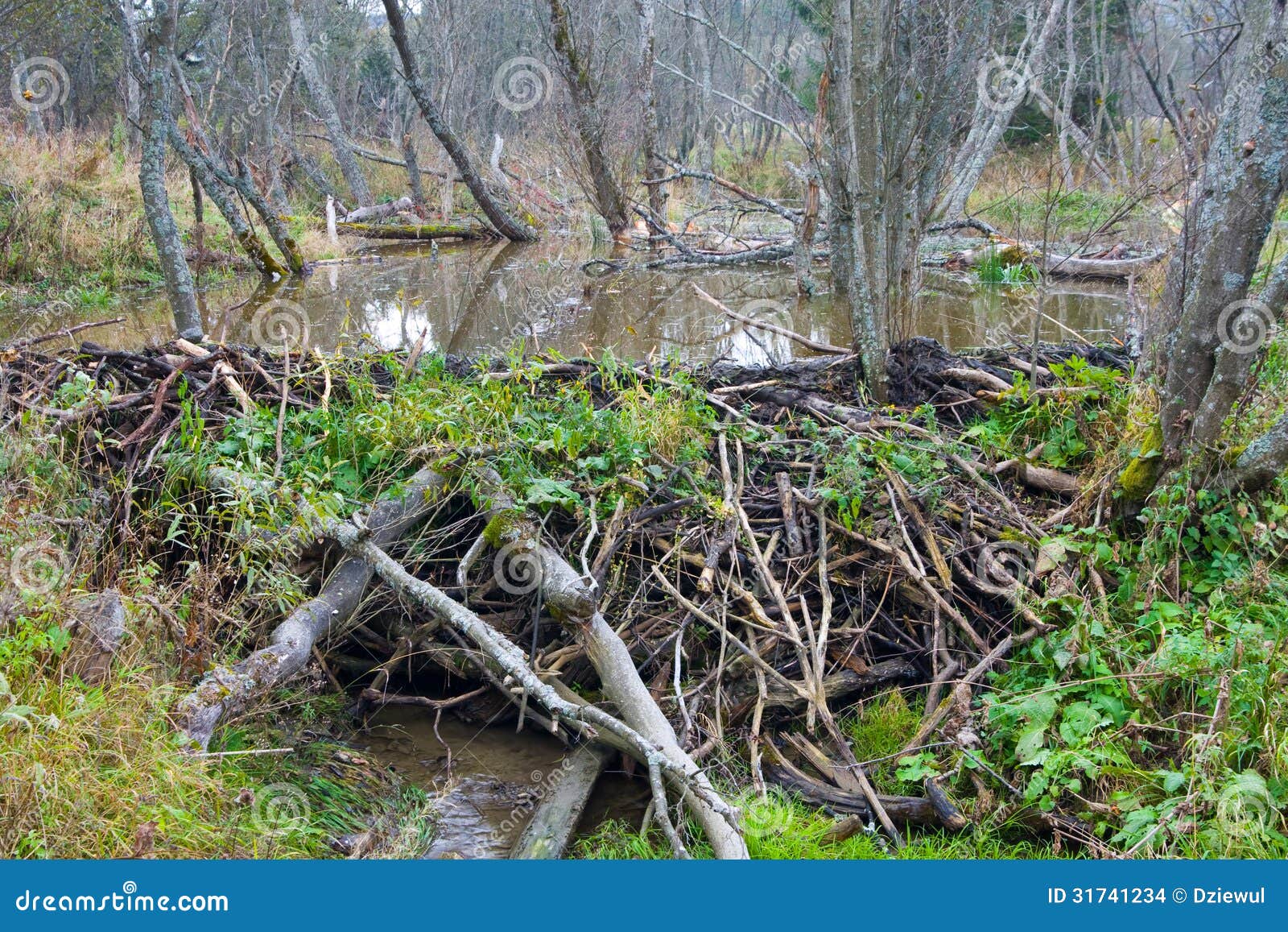 Beverdam op rivier stock foto. Image of water, instinct - 31741234