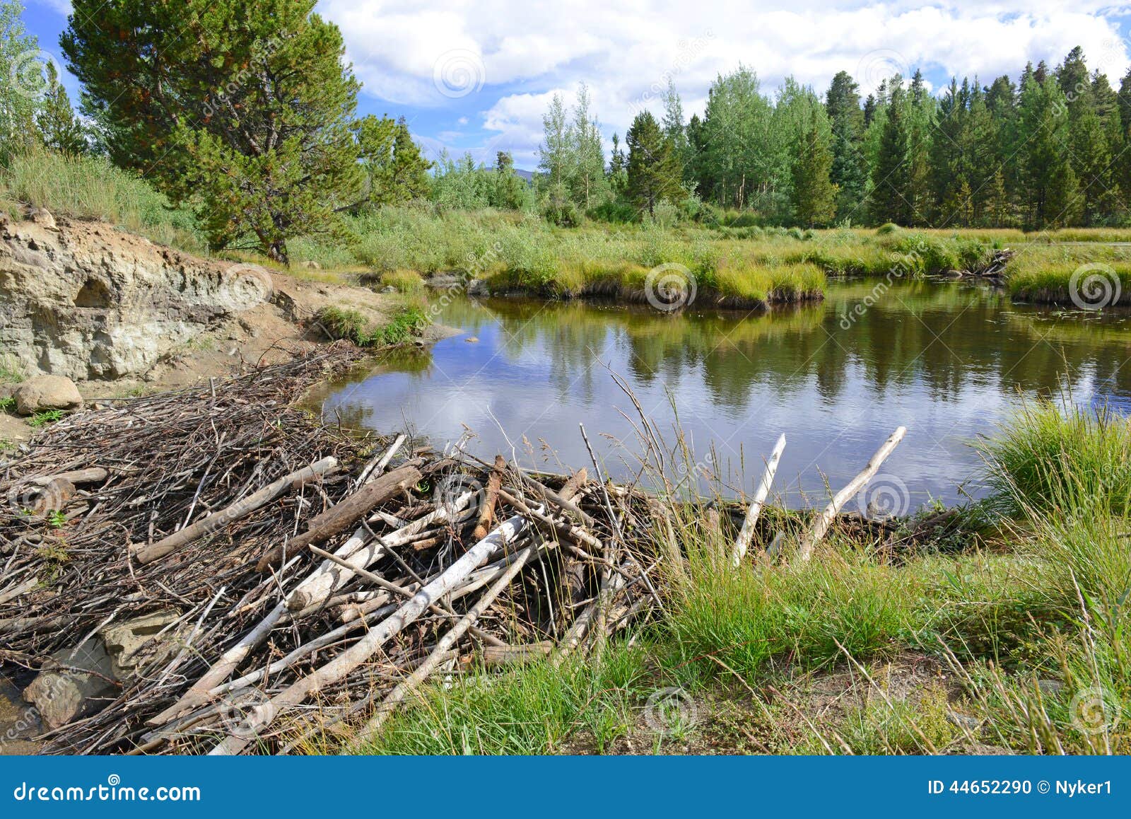 Beverdam in Vijver in De Bergen Stock Foto - Image of park ...
