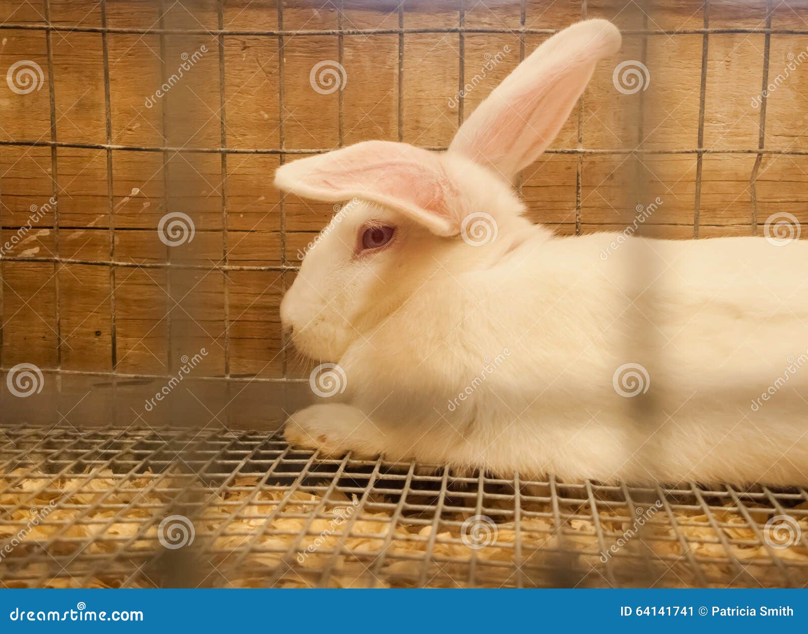 Beveren rabbit stock image. Image of pets, rabbit, eyes - 64141741