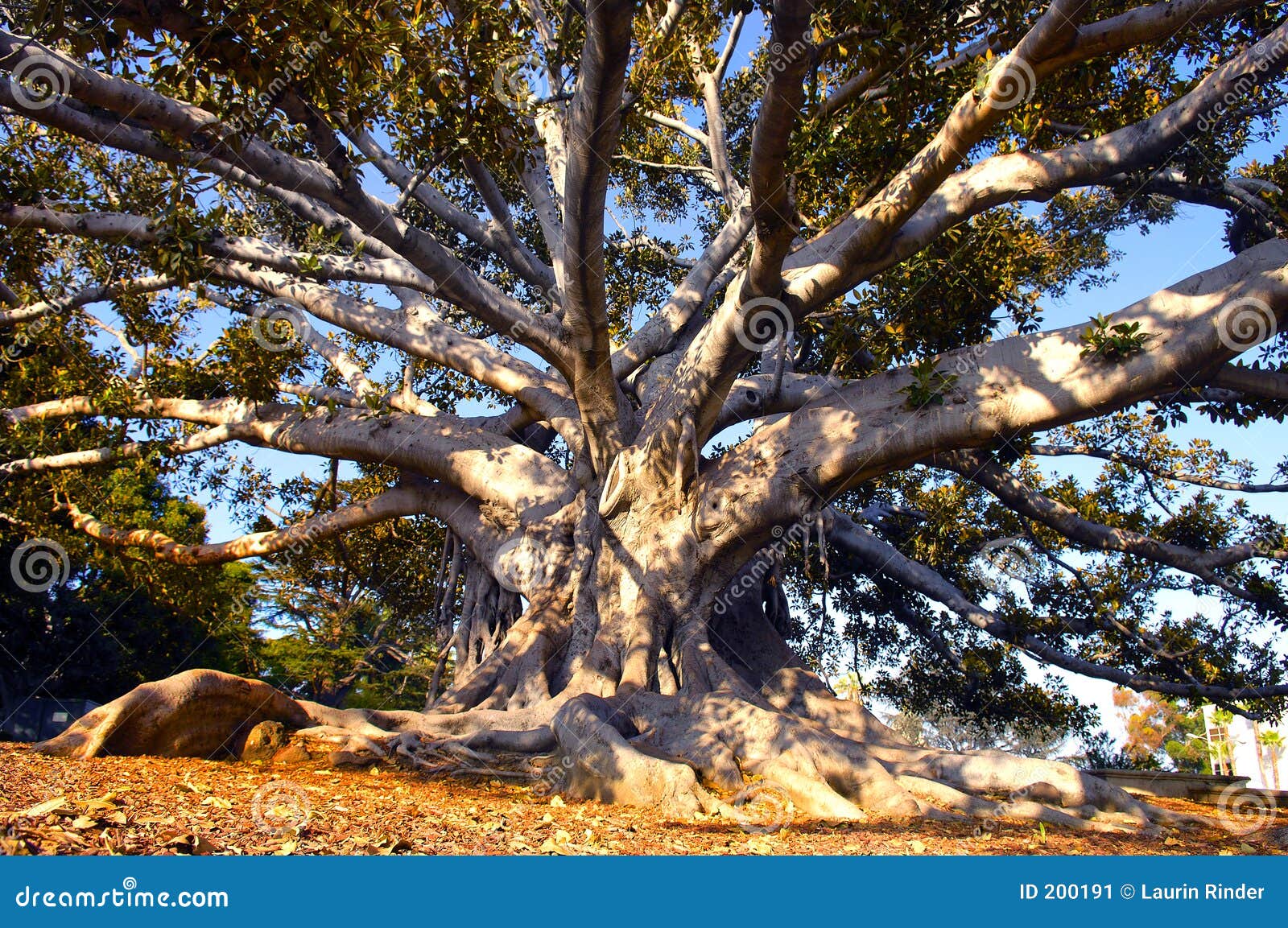 Beverly Hills Tree stock image. Image of blossom, skies - 200191