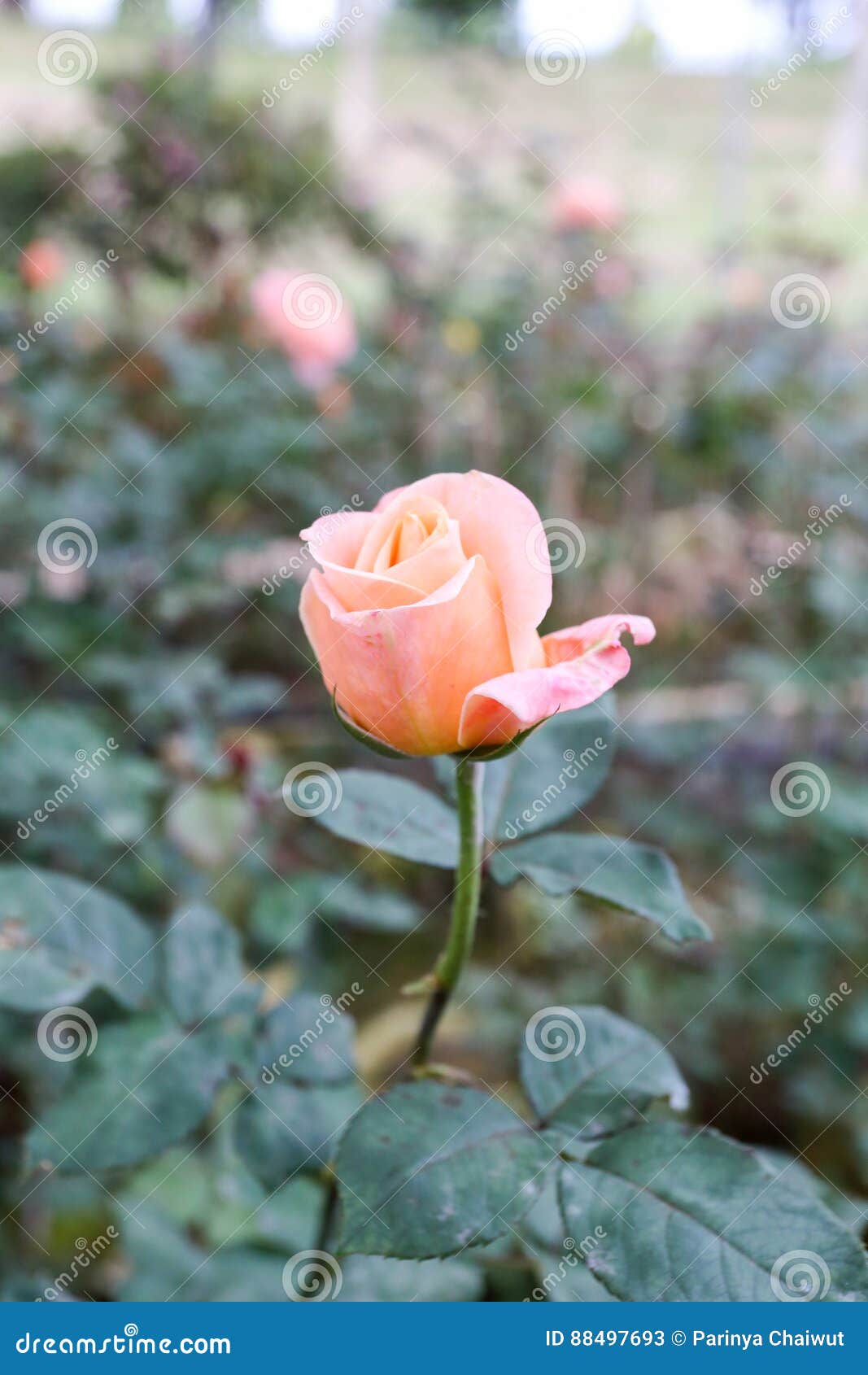A Beverly Rose in Garden stock image. Image of leaf, beauty - 88497693