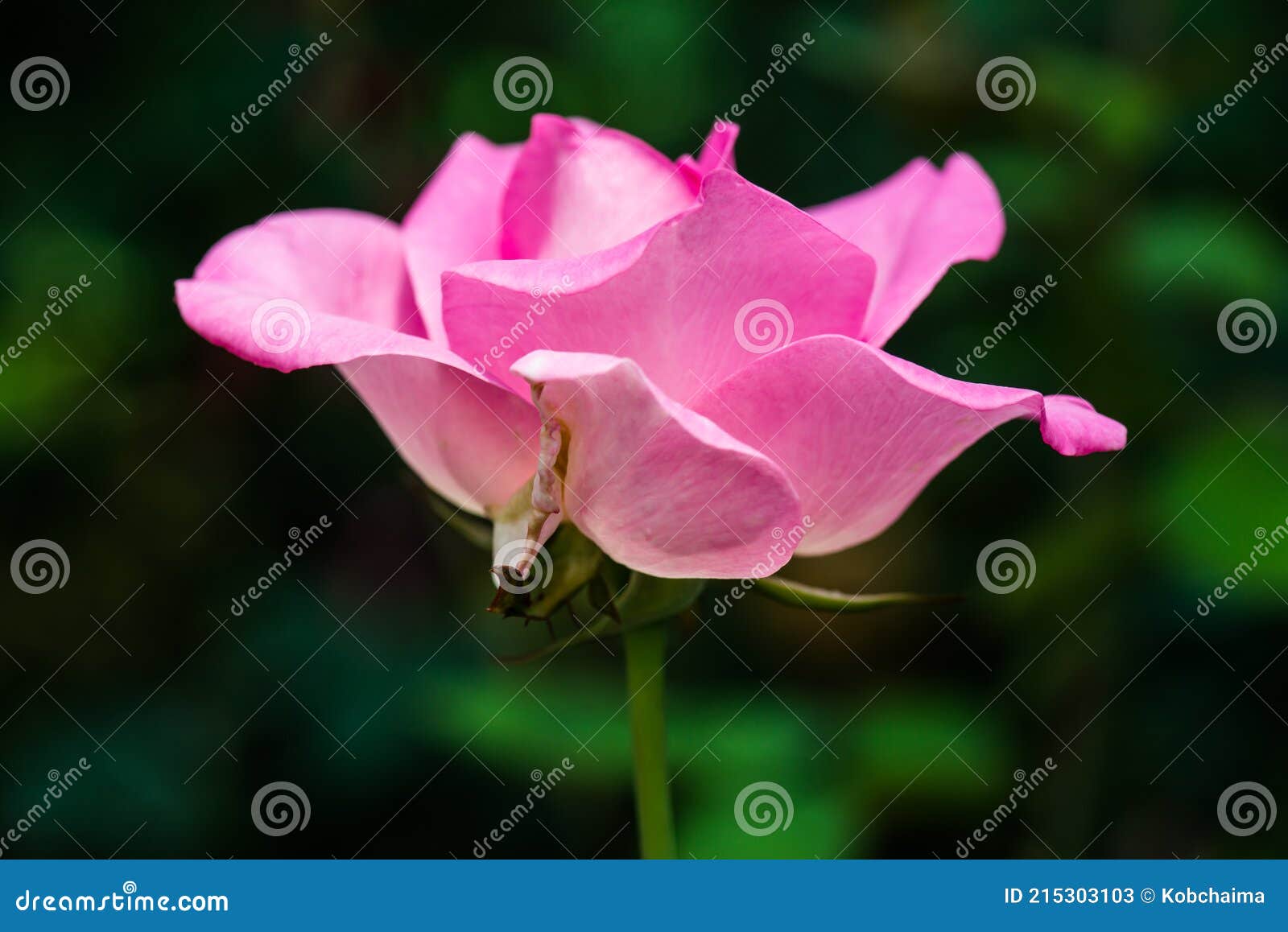Beverly Rose or Pink Rose in Garden Stock Image - Image of bloom ...