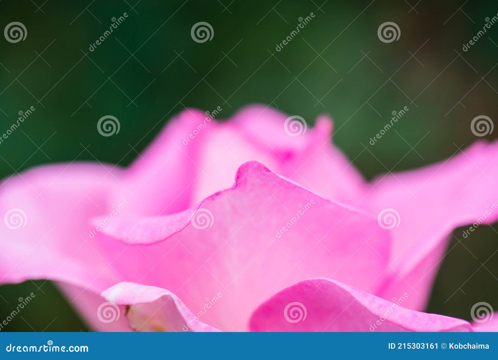 Beverly Rose or Pink Rose in Garden Stock Image - Image of greenery ...