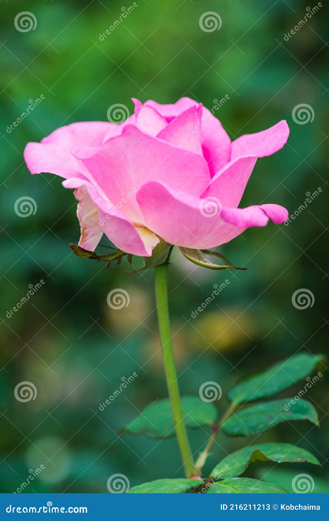 Beverly Rose or Pink Rose in Garden Stock Image - Image of macro ...