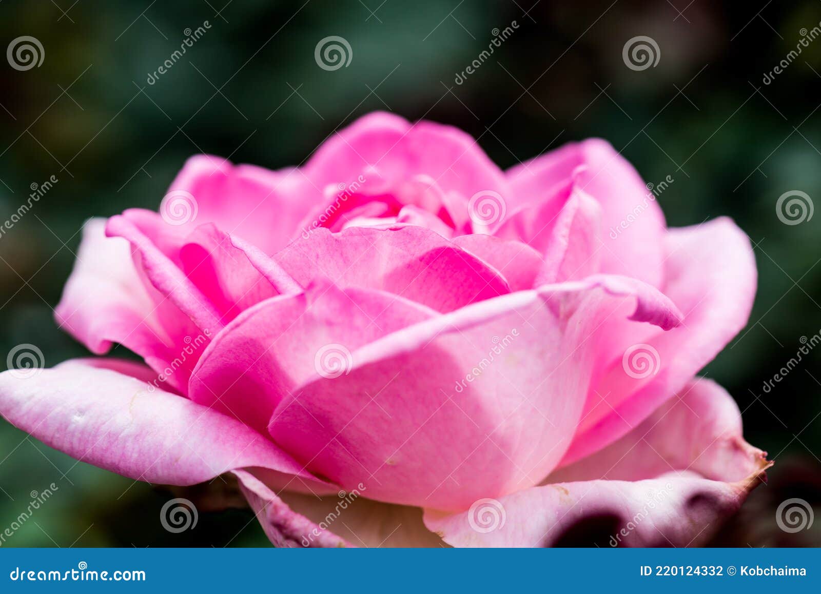 Beverly Rose or Pink Rose in Garden Stock Photo - Image of green ...