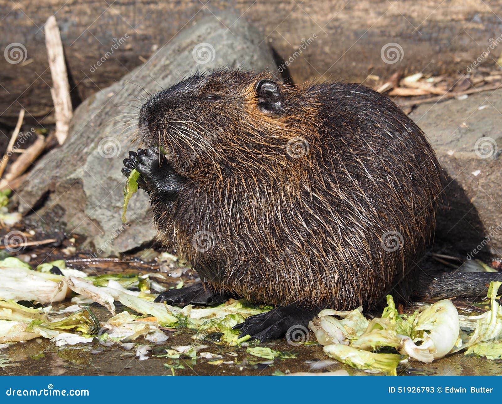 Beverrat stock image. Image of mole, green, brown, wildlife - 51926793