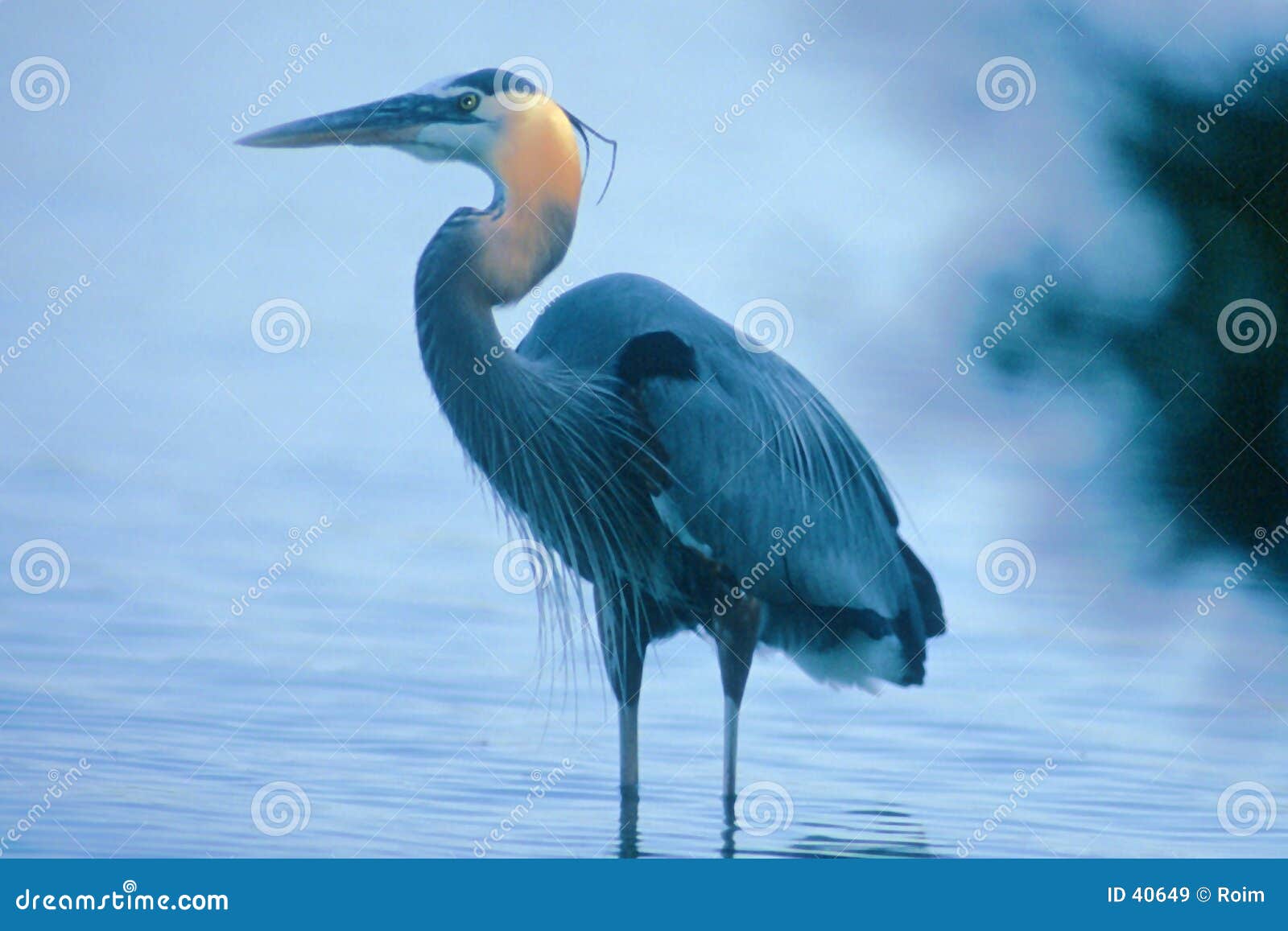 Bevindende reiger stock afbeelding. Image of moederloog - 40649