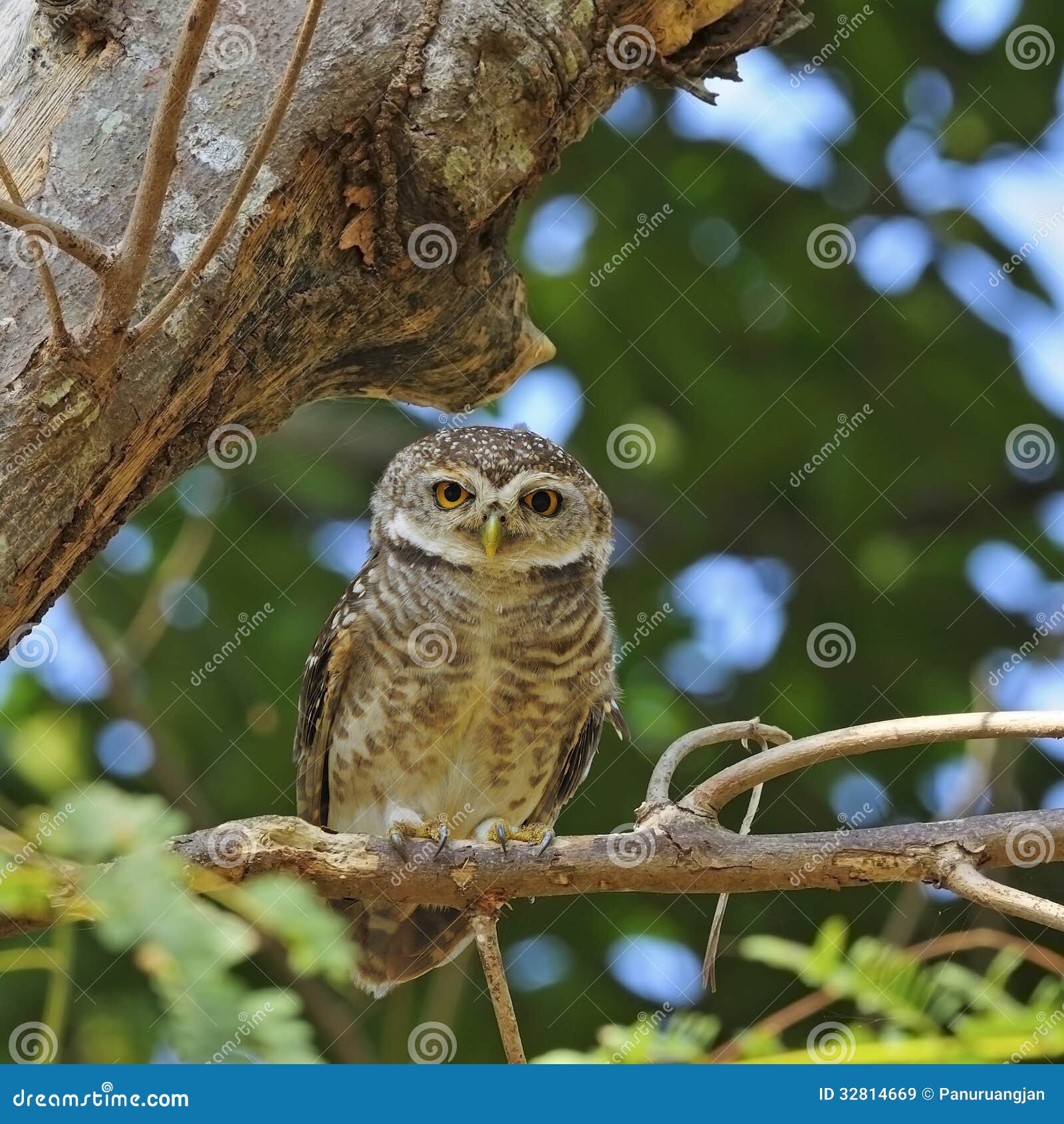 Bevlekte Jonge uil stock afbeelding. Image of zwart, verbeelding - 32814669