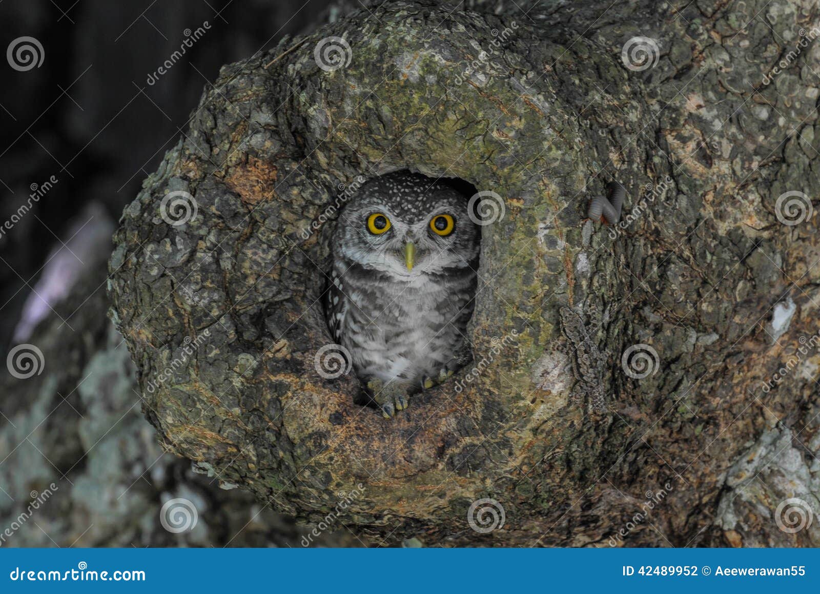 Bevlekte Jonge uil stock foto. Image of nesten, alleen - 42489952