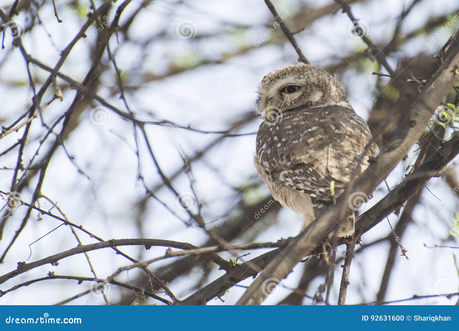 Bevlekte Jonge uil stock foto. Image of bevlekt, vogels - 92631600