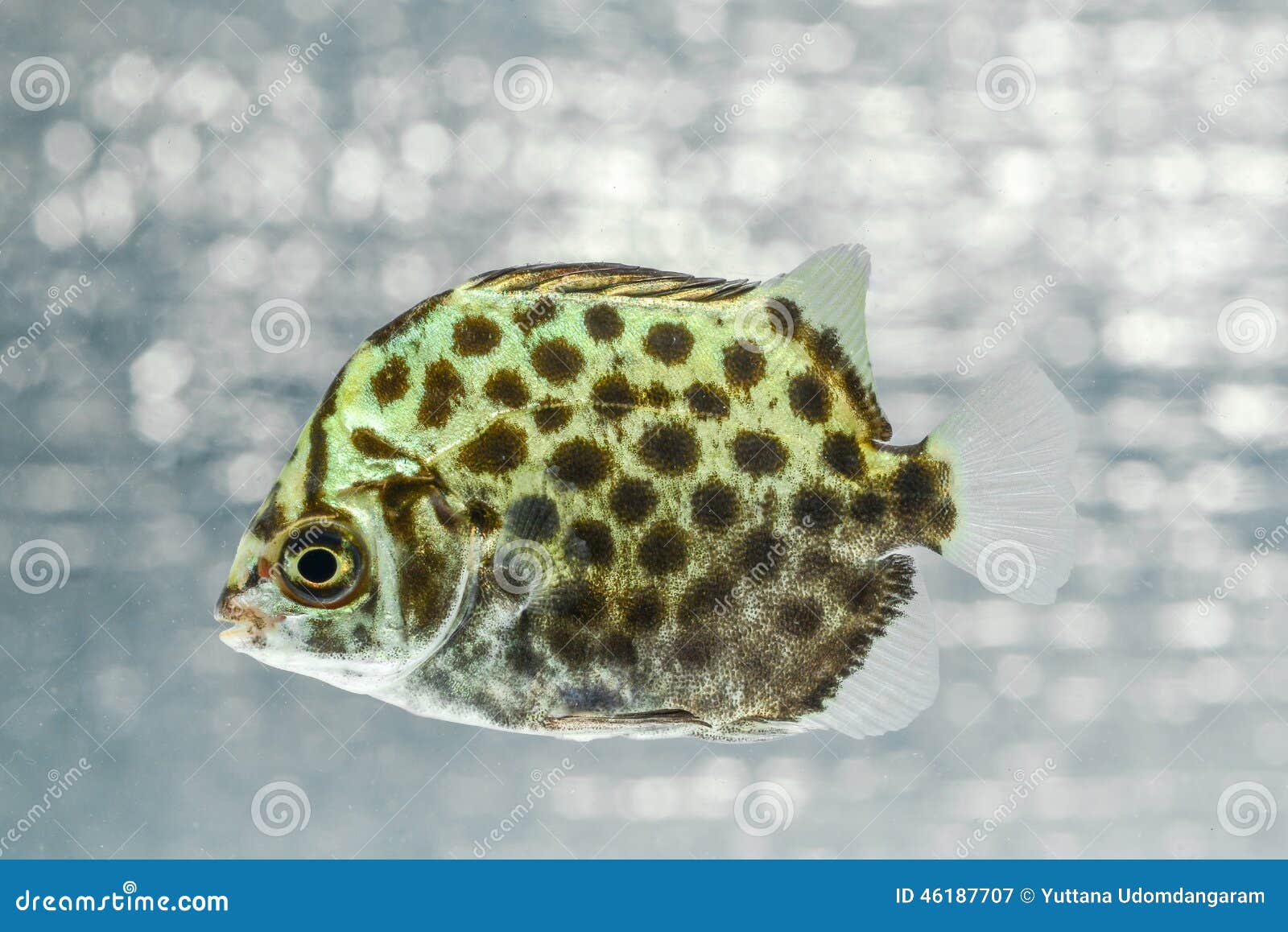 Bevlekte Scat (Scatophagus Argus) Stock Afbeelding - Image of overzees ...