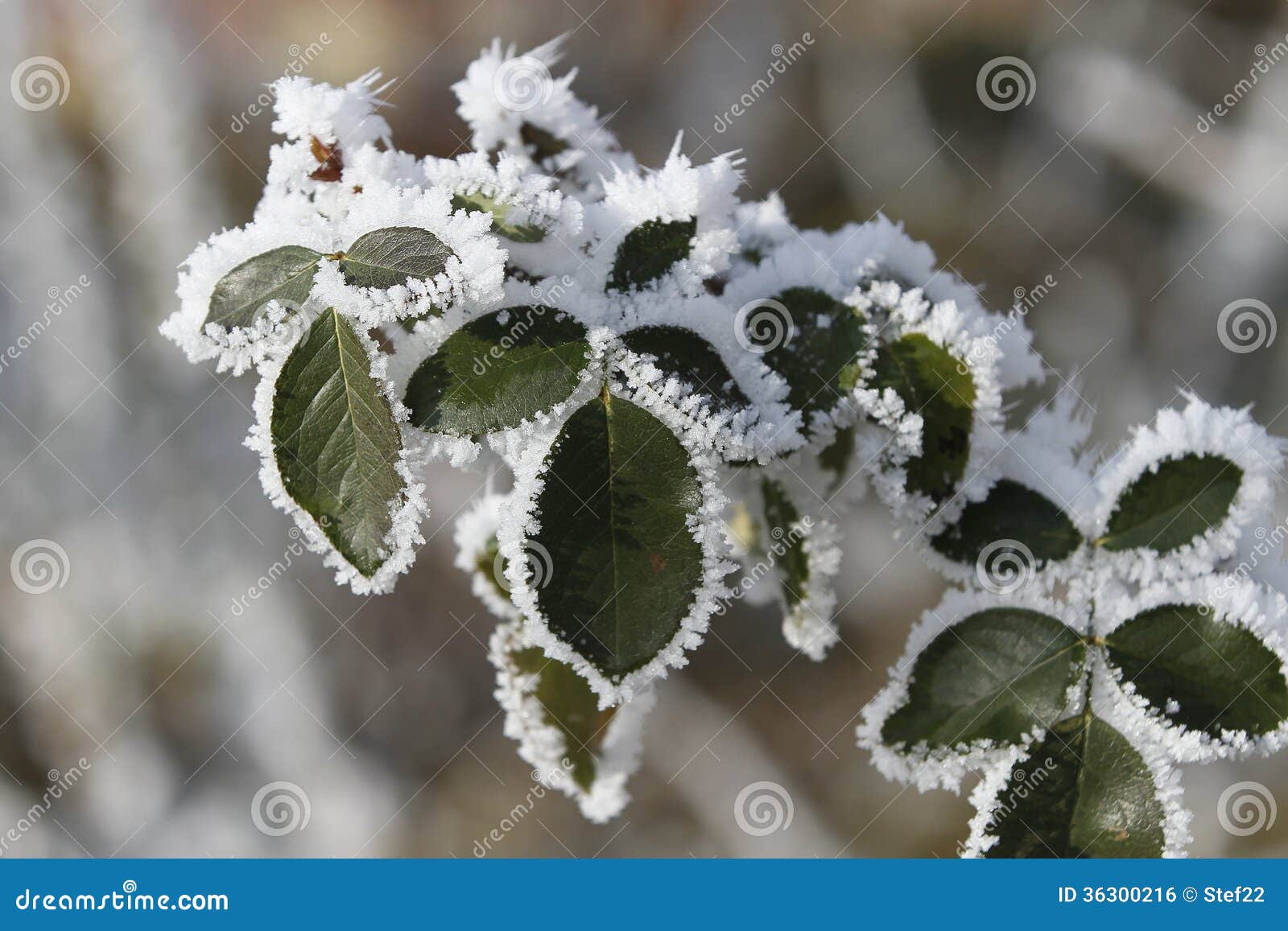 Bevroren blad stock foto. Image of koel, sier, blad, gebladerte - 36300216