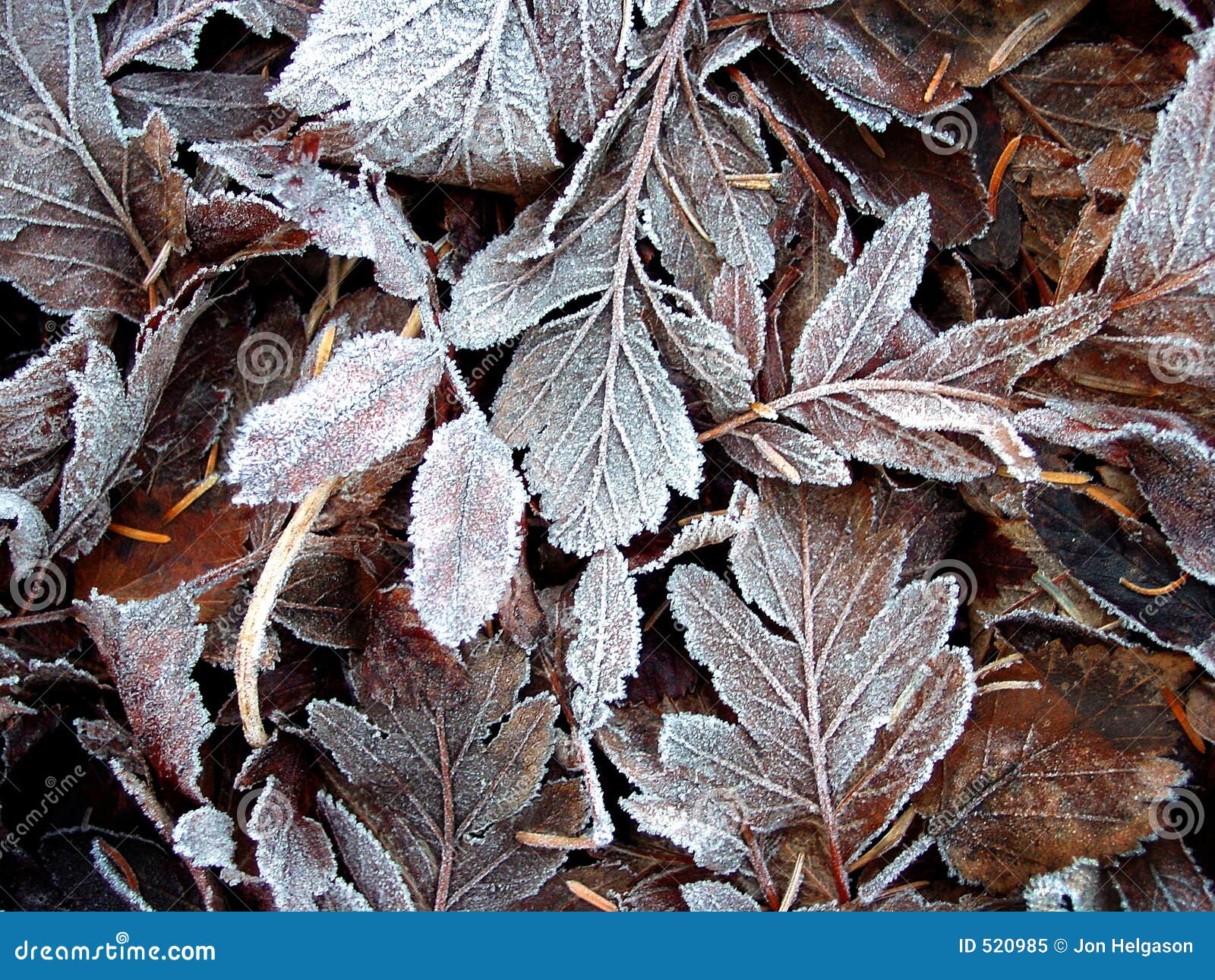 Bevroren bladeren stock afbeelding. Image of blad, ochtend - 520985