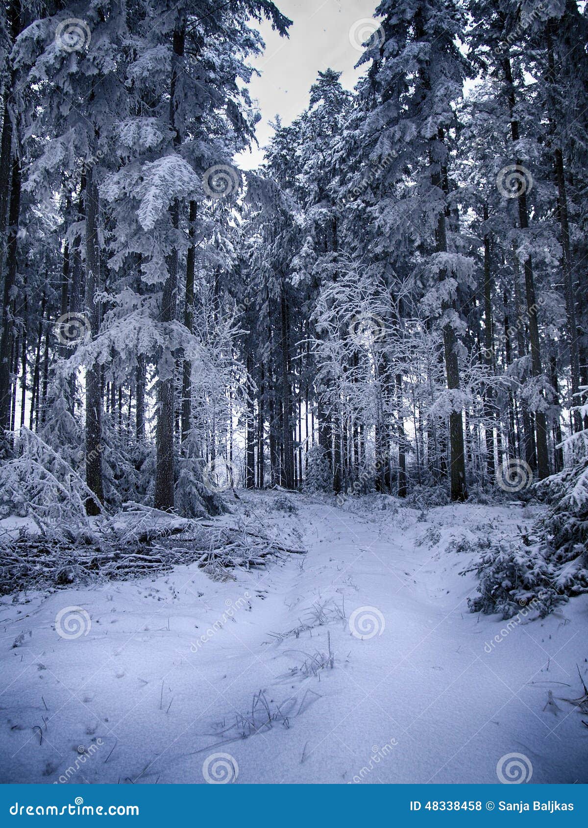 Bevroren Bomen In De Winter Van Polen Stock Foto - Afbeelding bestaande ...