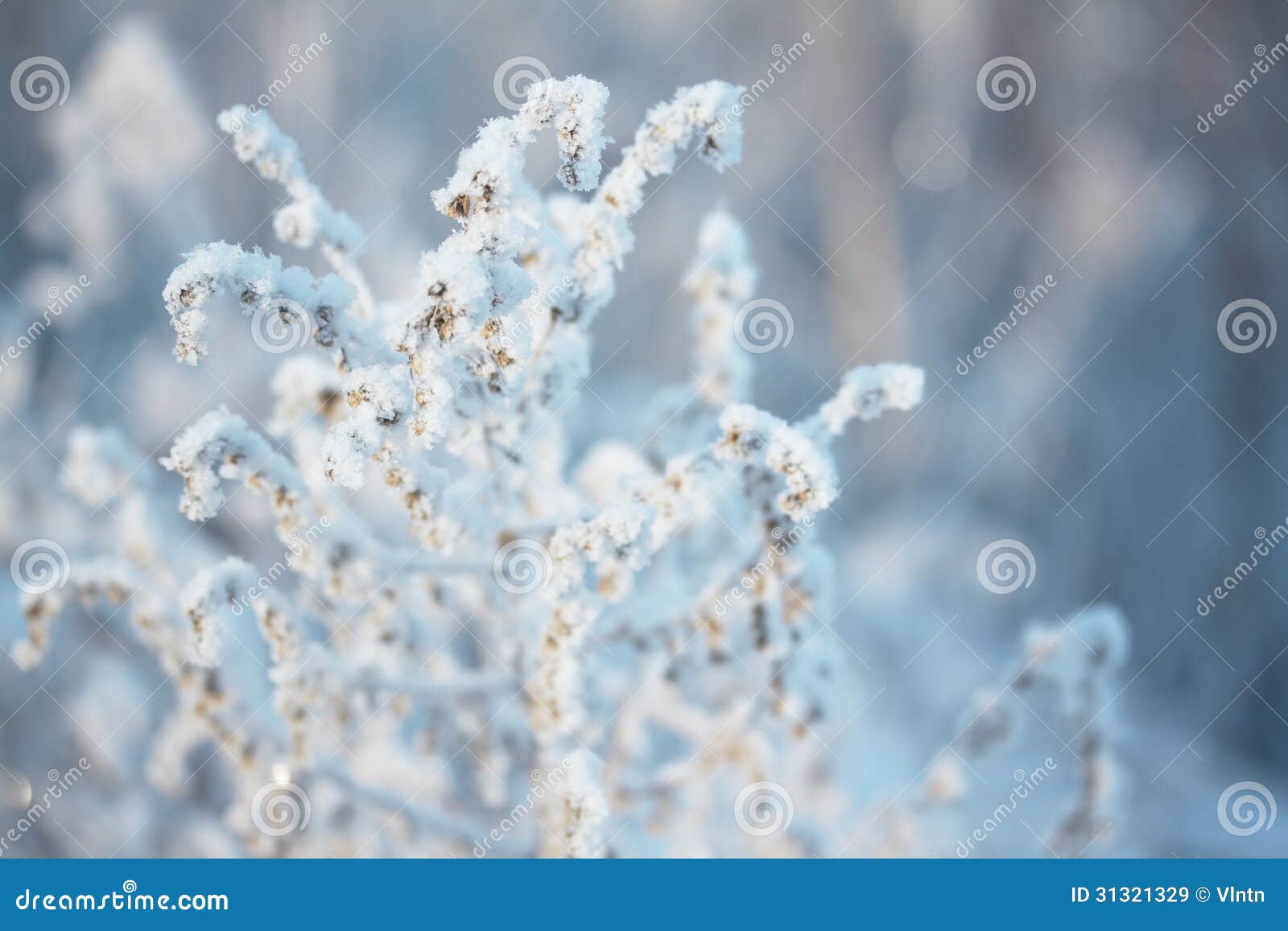 Bevroren installatie stock afbeelding. Image of seizoengebonden - 31321329